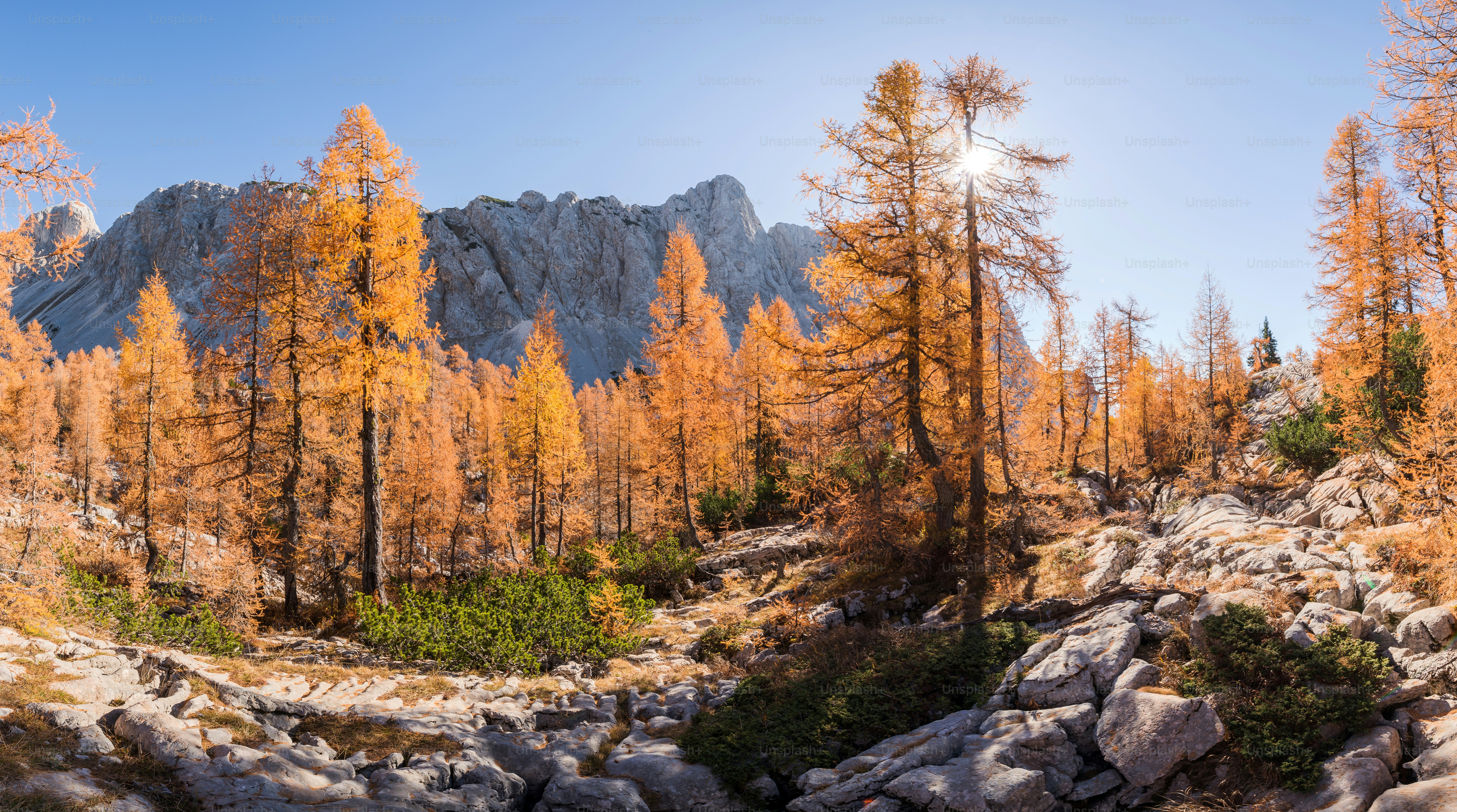 Larch Pictures | Download Free Images on Unsplash