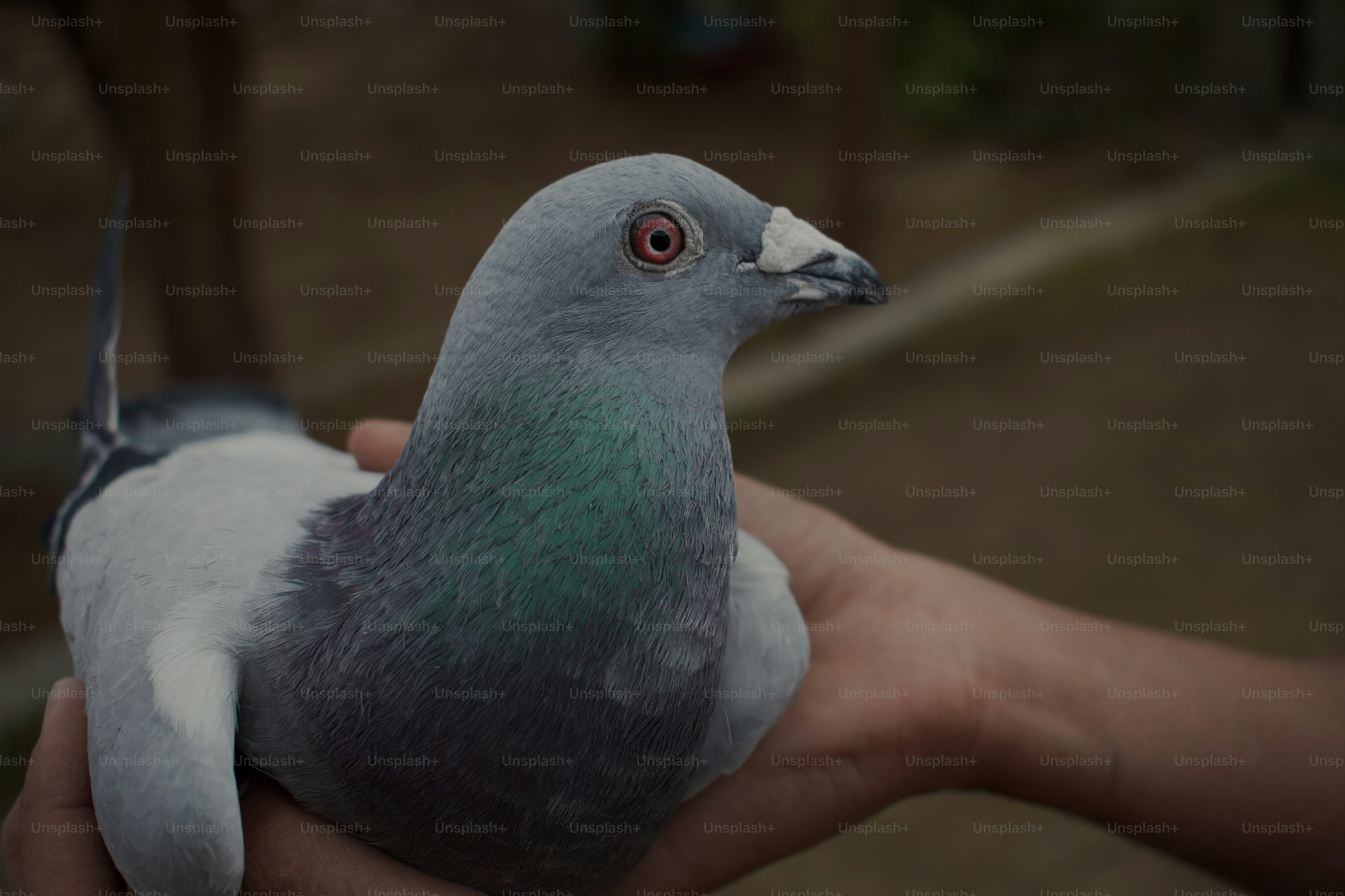 A person holding a bird in their hand photo – Pigeons Image on Unsplash