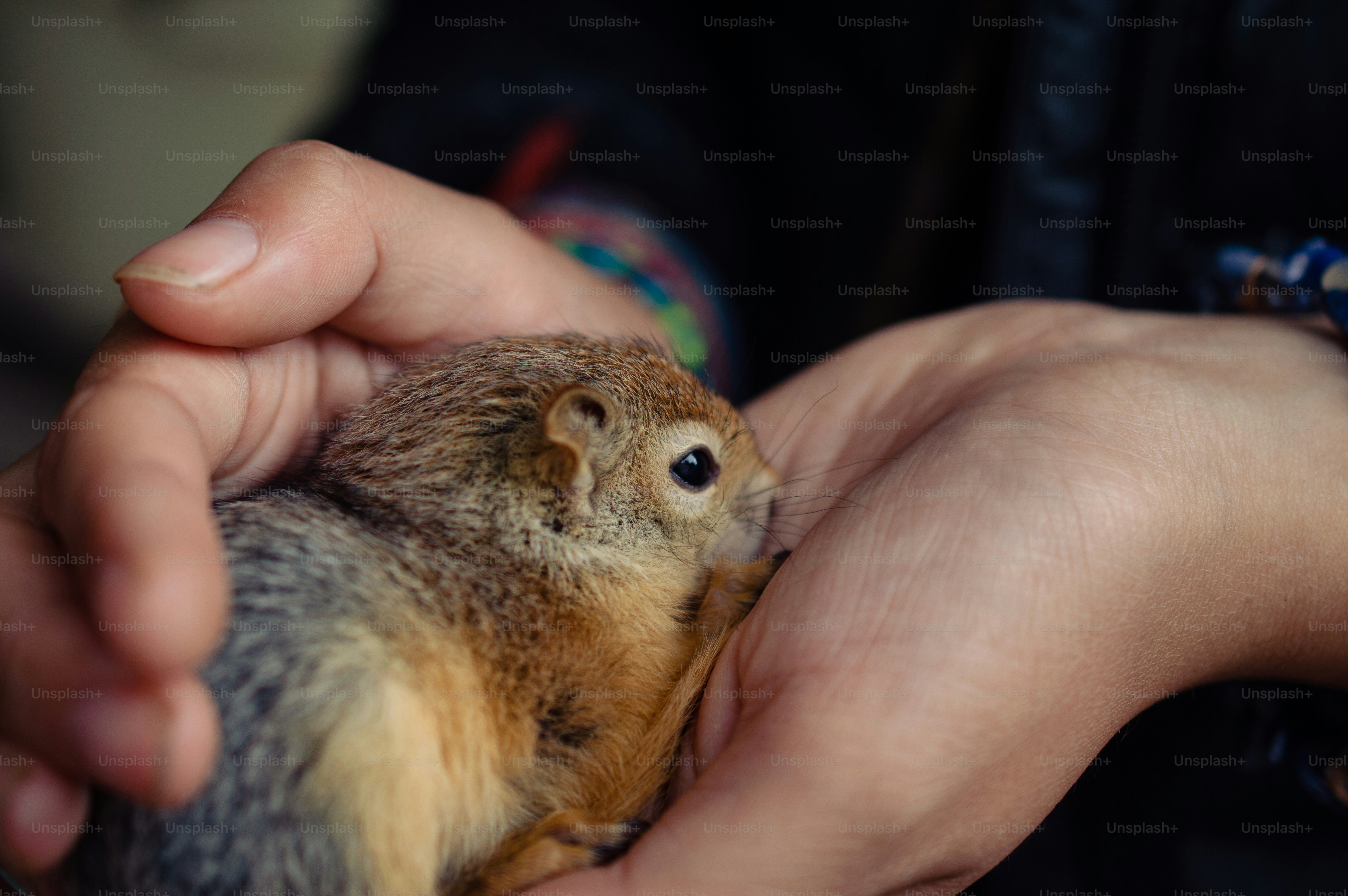 A person holding a small squirrel in their hands photo – Squirrel Image ...