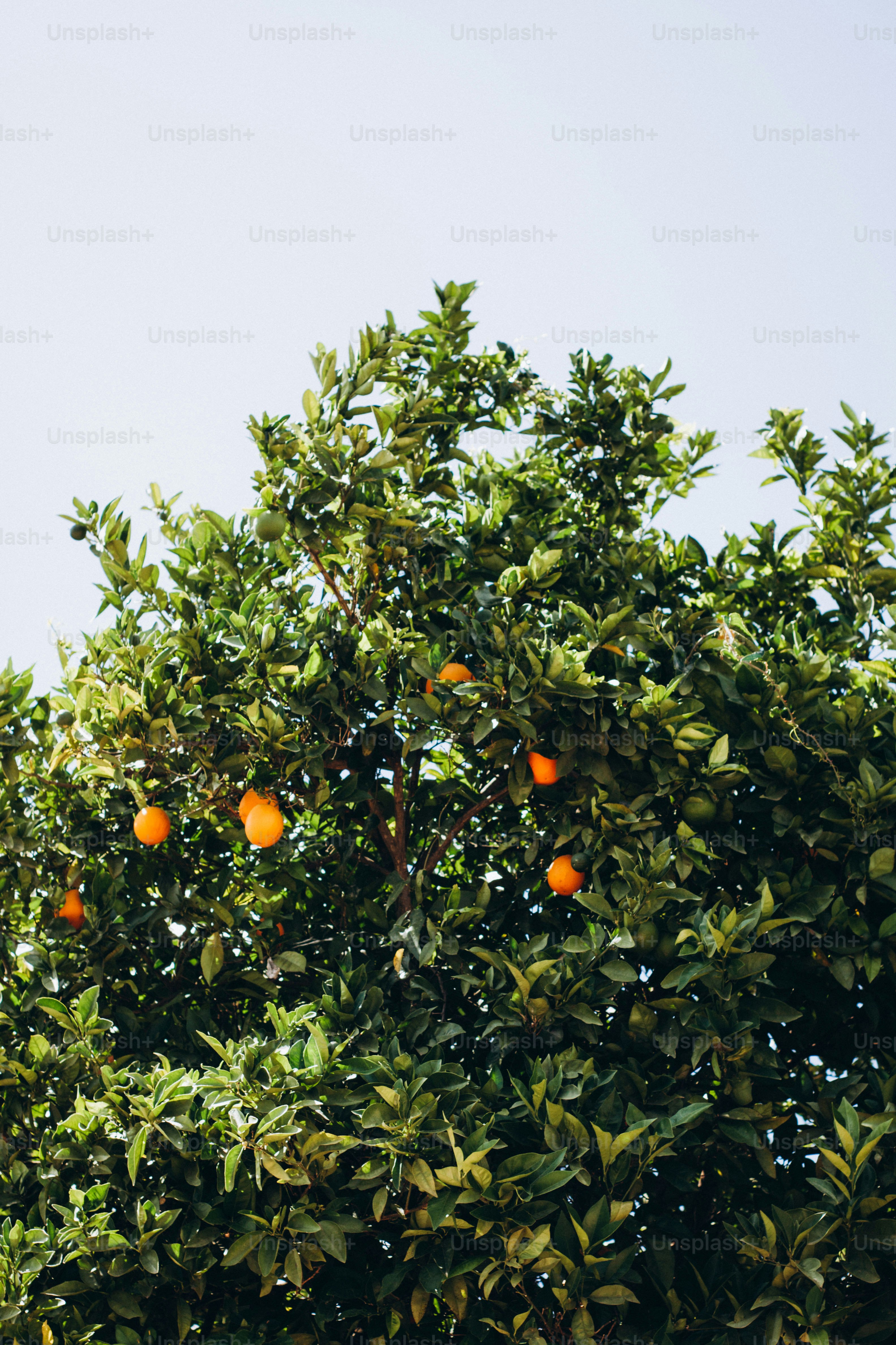 Best 500+ Mango Tree Pictures | Download Free Images on Unsplash