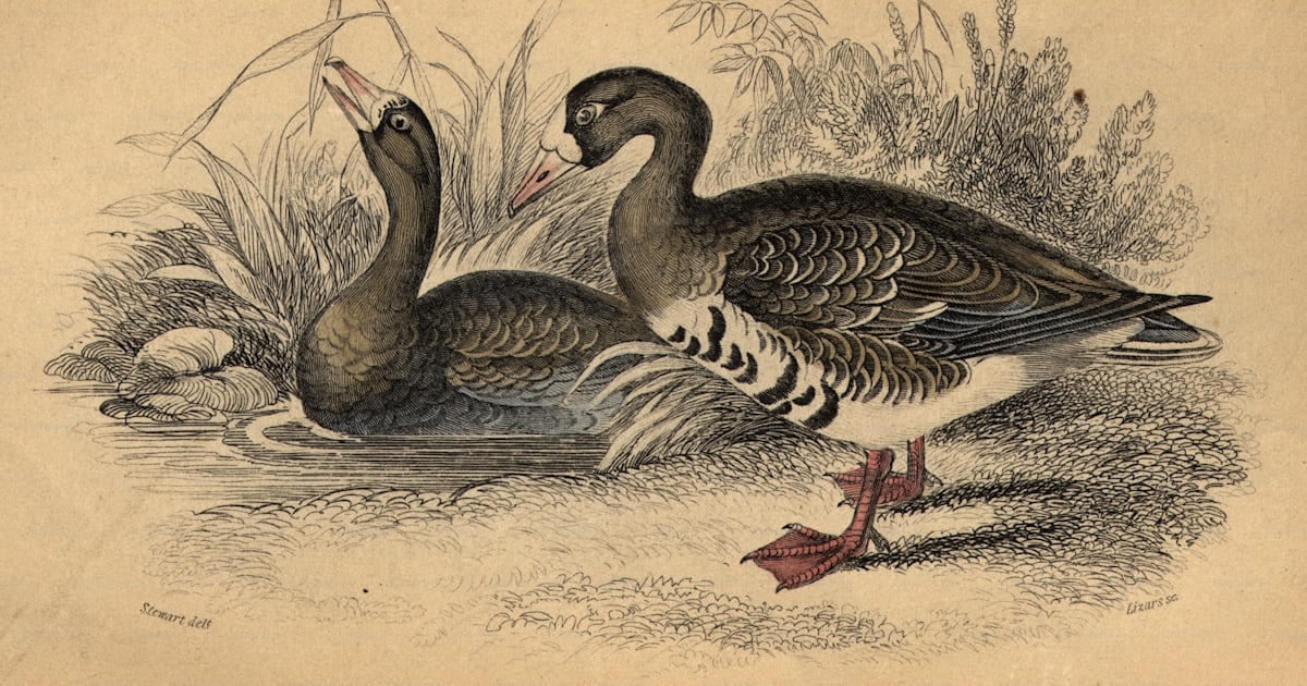 1880년경 흰머리거위 한 쌍 사진 헐튼 아카이브게티 이미지 사진 Unsplash의 연필 그리기 이미지