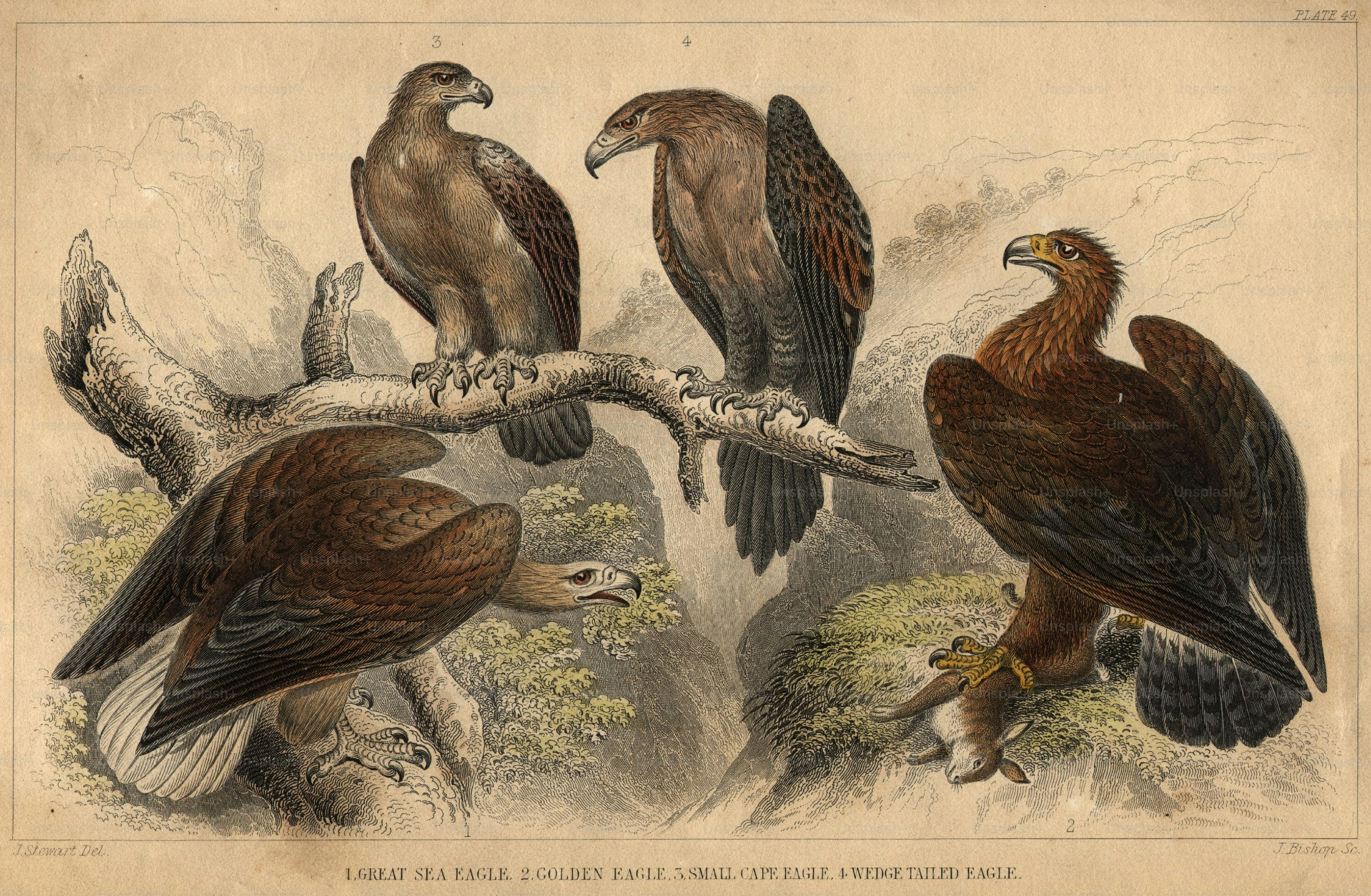 Circa 1900: Various types of eagle, left to right, great sea eagle ...