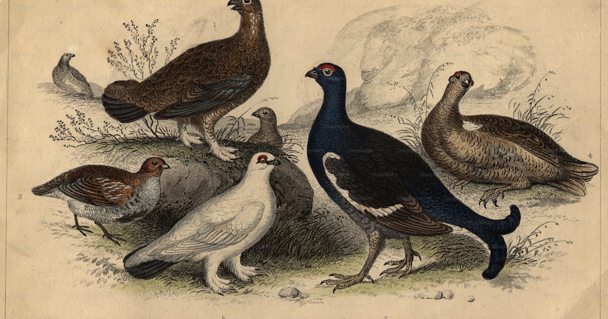 1900 년경 여러 종류의 게임 새 왼쪽에서 오른쪽으로 자고새 붉은 뇌조 Ptarmigan 검은 수탉과 회색 암탉