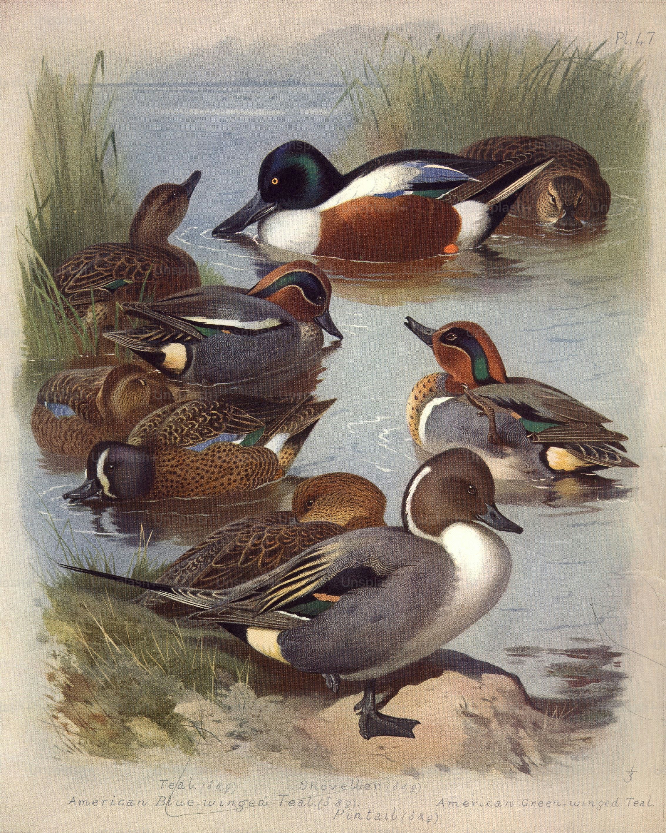 Foto Por volta de 1900: Variedades de patos, machos e fêmeas. No ...