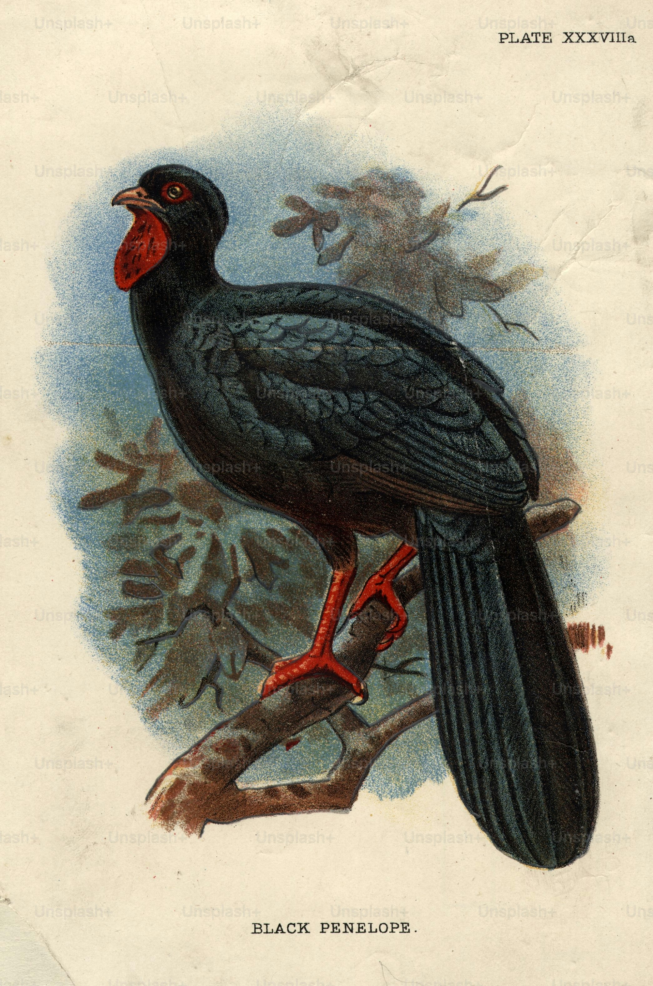 Circa 1820: The Black Penelope. (Photo by Hulton Archive/Getty Images ...