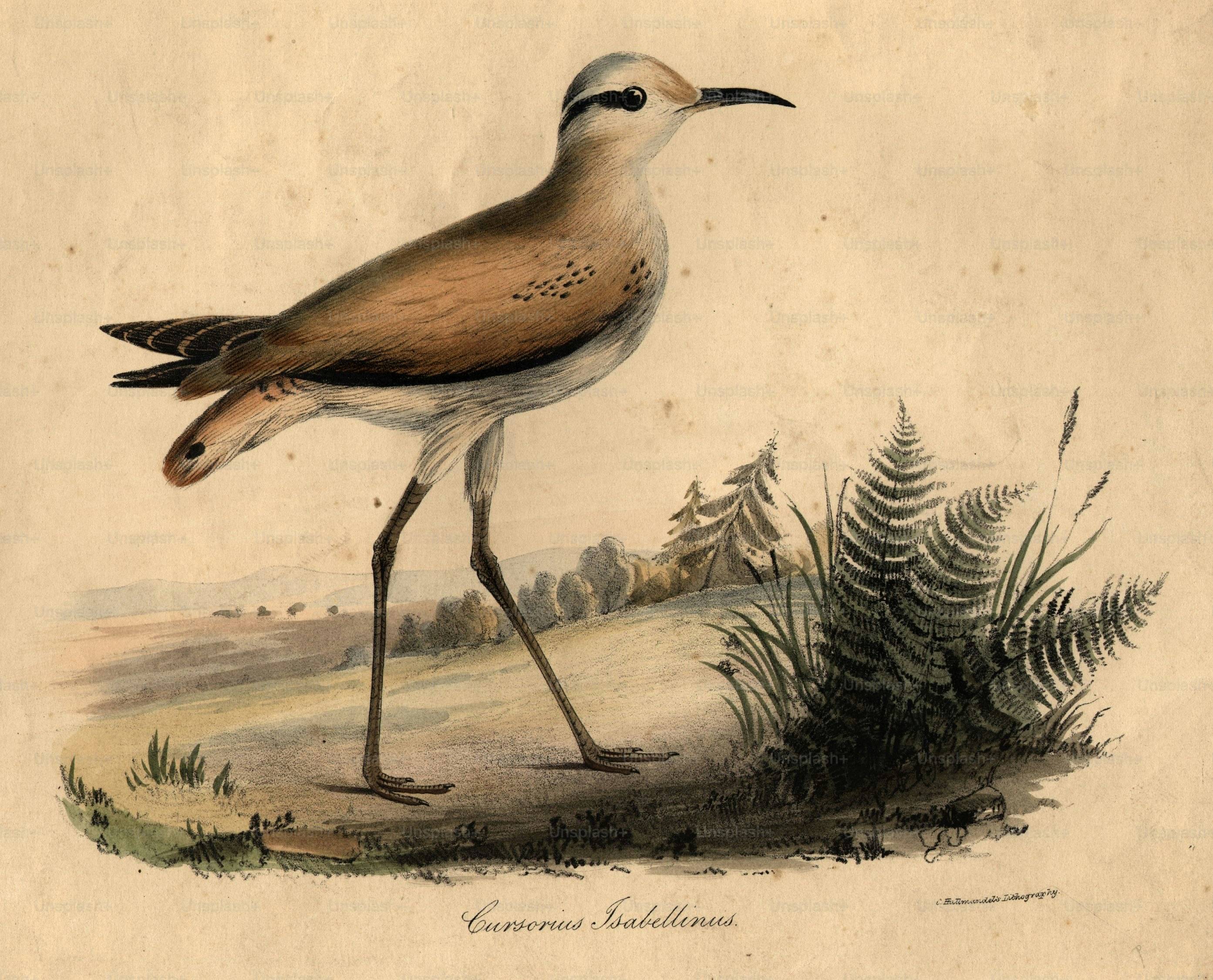 Circa 1800: The Cursorius Isabellinus, or Courser, a swift running bird ...