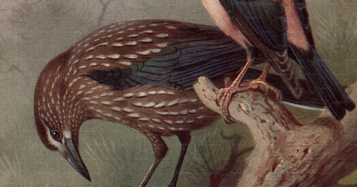 1850년경 호두까기 인형 까마귀과의 새 장미색 찌르레기 사진 헐튼 아카이브게티 이미지 사진 Unsplash의