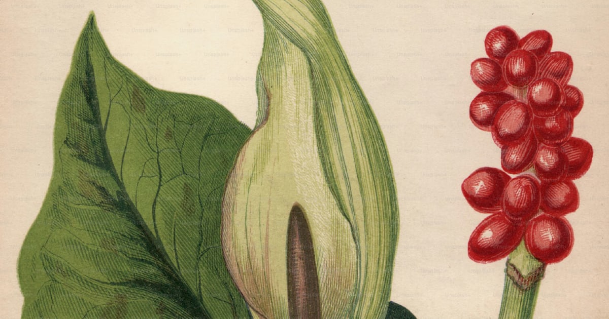 1900년경 Arum Maculatum 또는 뻐꾸기 파인트 웨이크 로빈 및 영주와 숙녀로도 알려져 있으며 독성이 강한 붉은