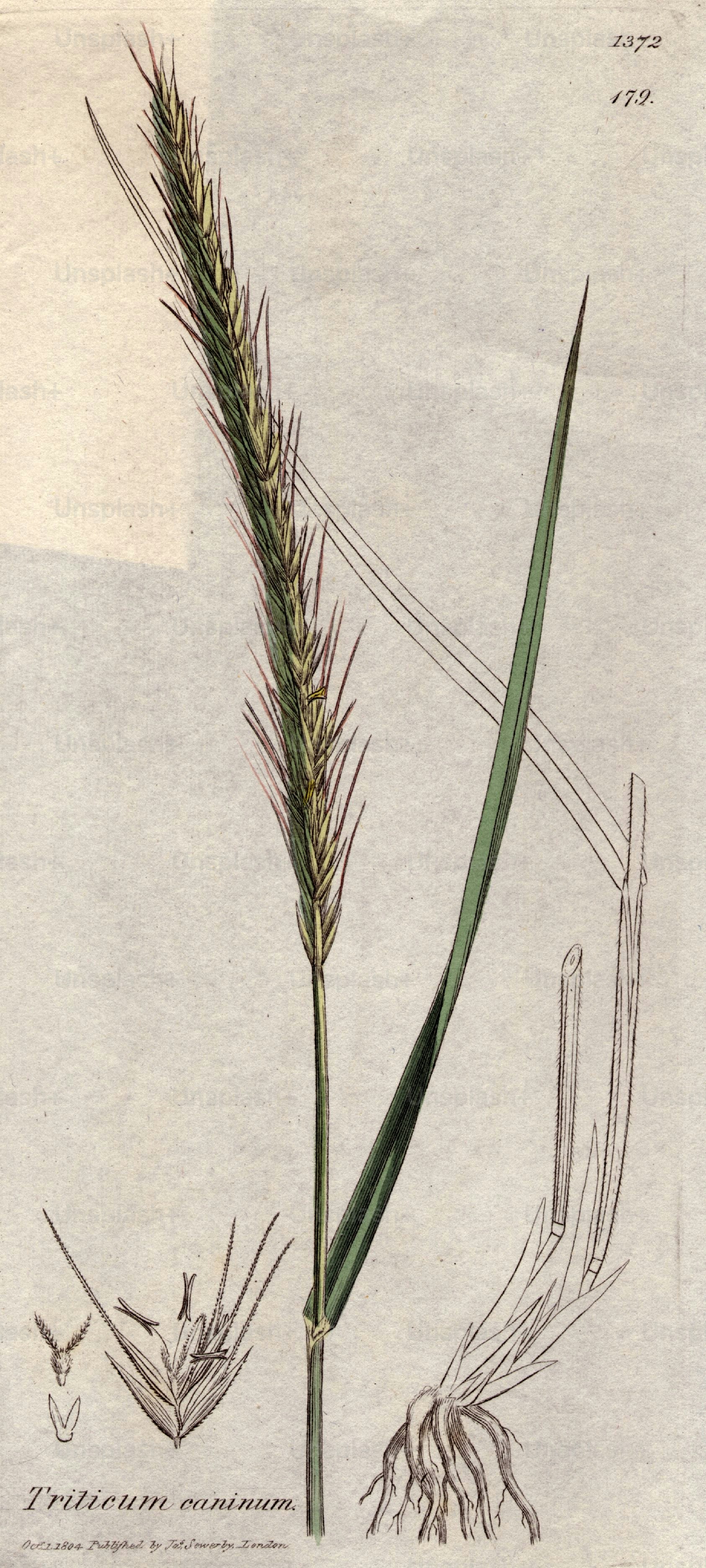 October 1804: Triticum caninum, a species of grass. (Photo by Hulton ...