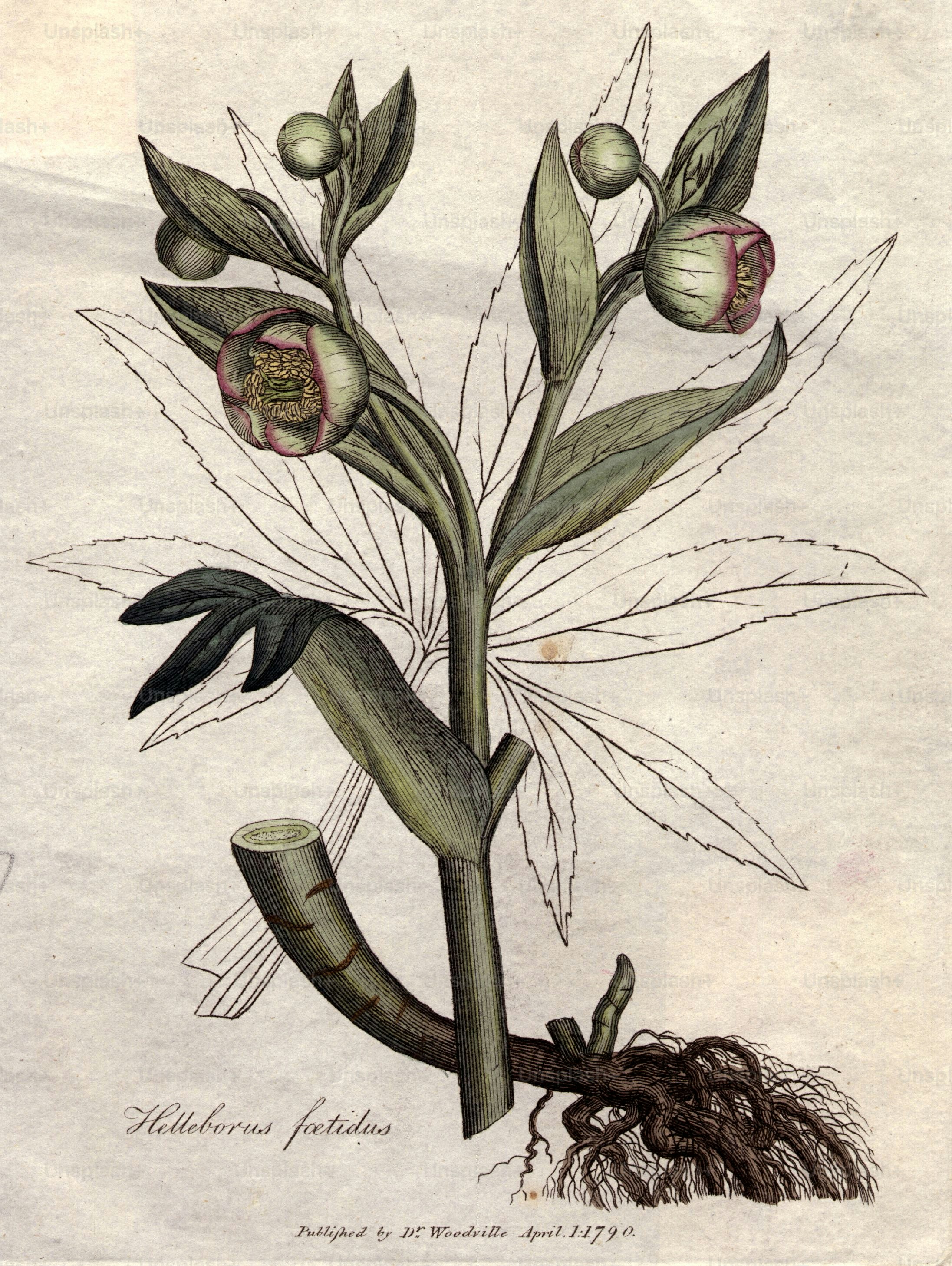 April 1790: Helleborus foetidus. Original Publication: From Woodville's ...