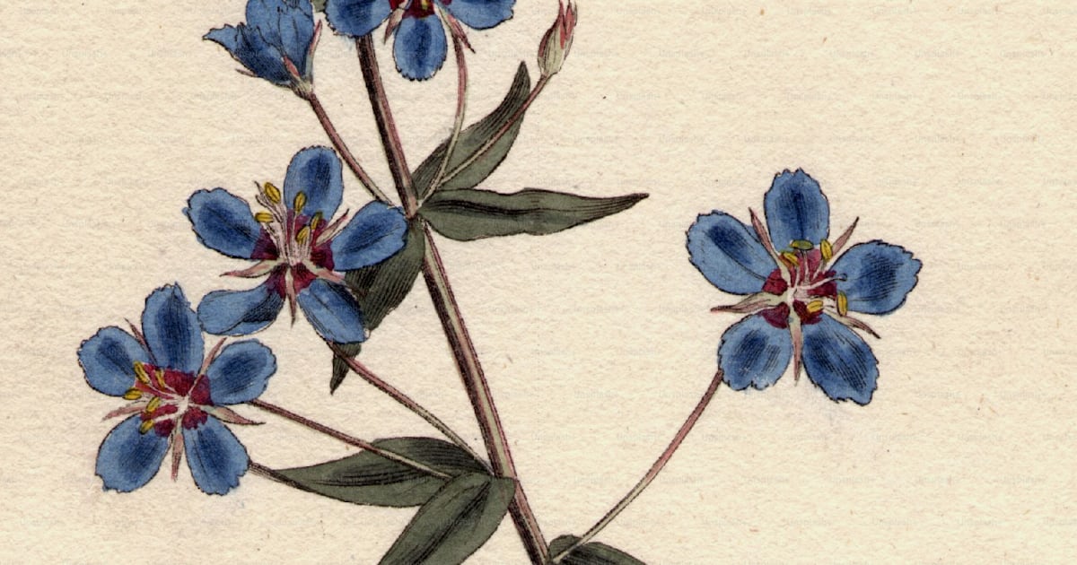 1796년 12월 1일 이탈리아 핌퍼넬 커티스 보태니컬 매거진 펍 1796 사진 제공 헐튼 아카이브게티 이미지