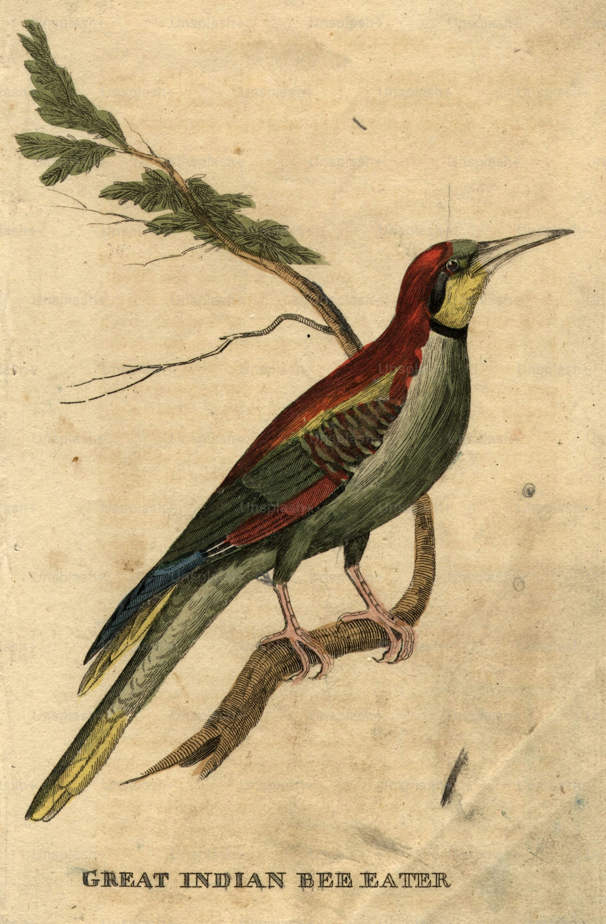 Circa 1800: The Great Indian Bee Eater. (Photo by Hulton Archive/Getty ...