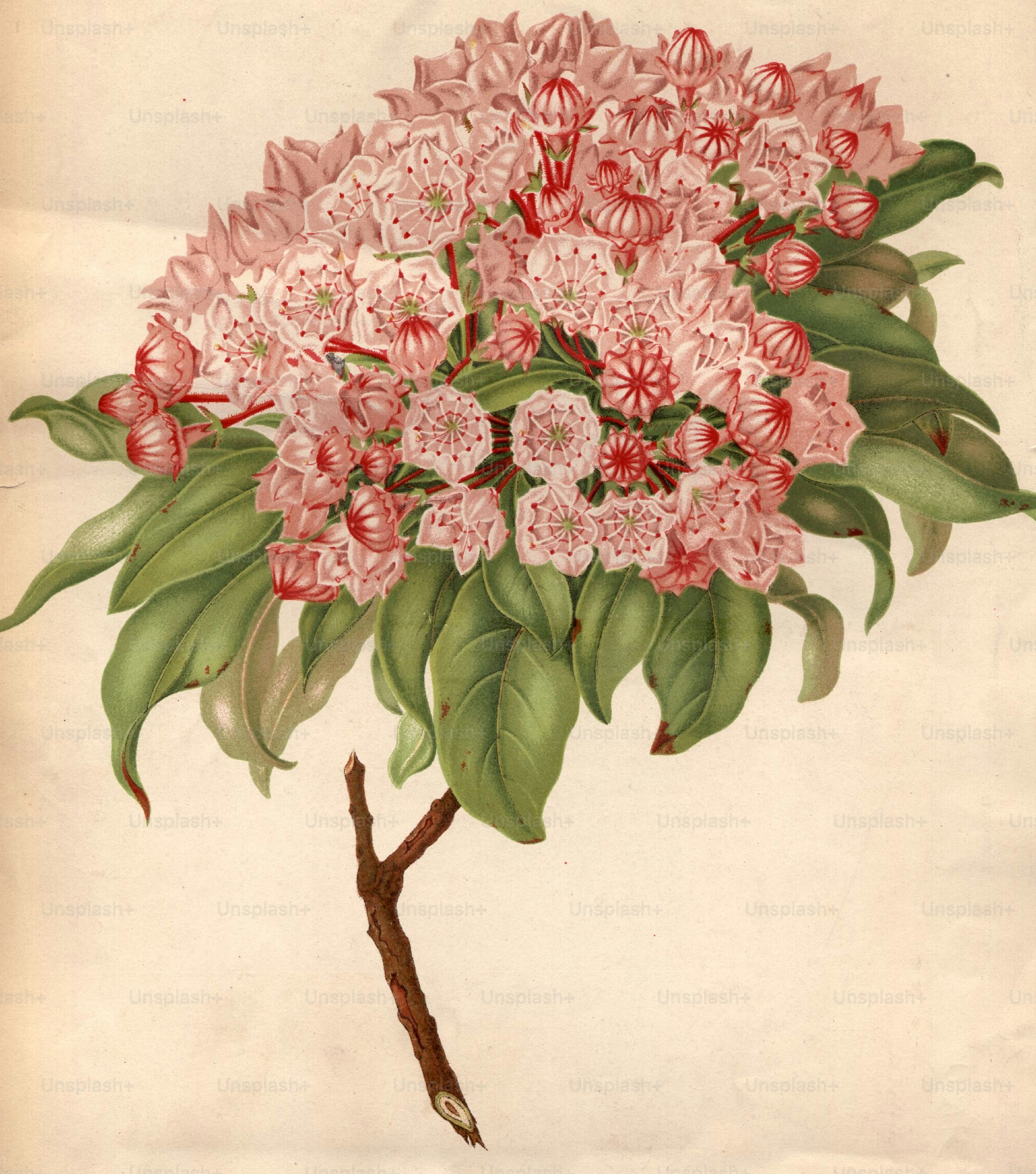 Circa 1800: The pink clusters of kalmia latifolia. (Photo by Edward ...