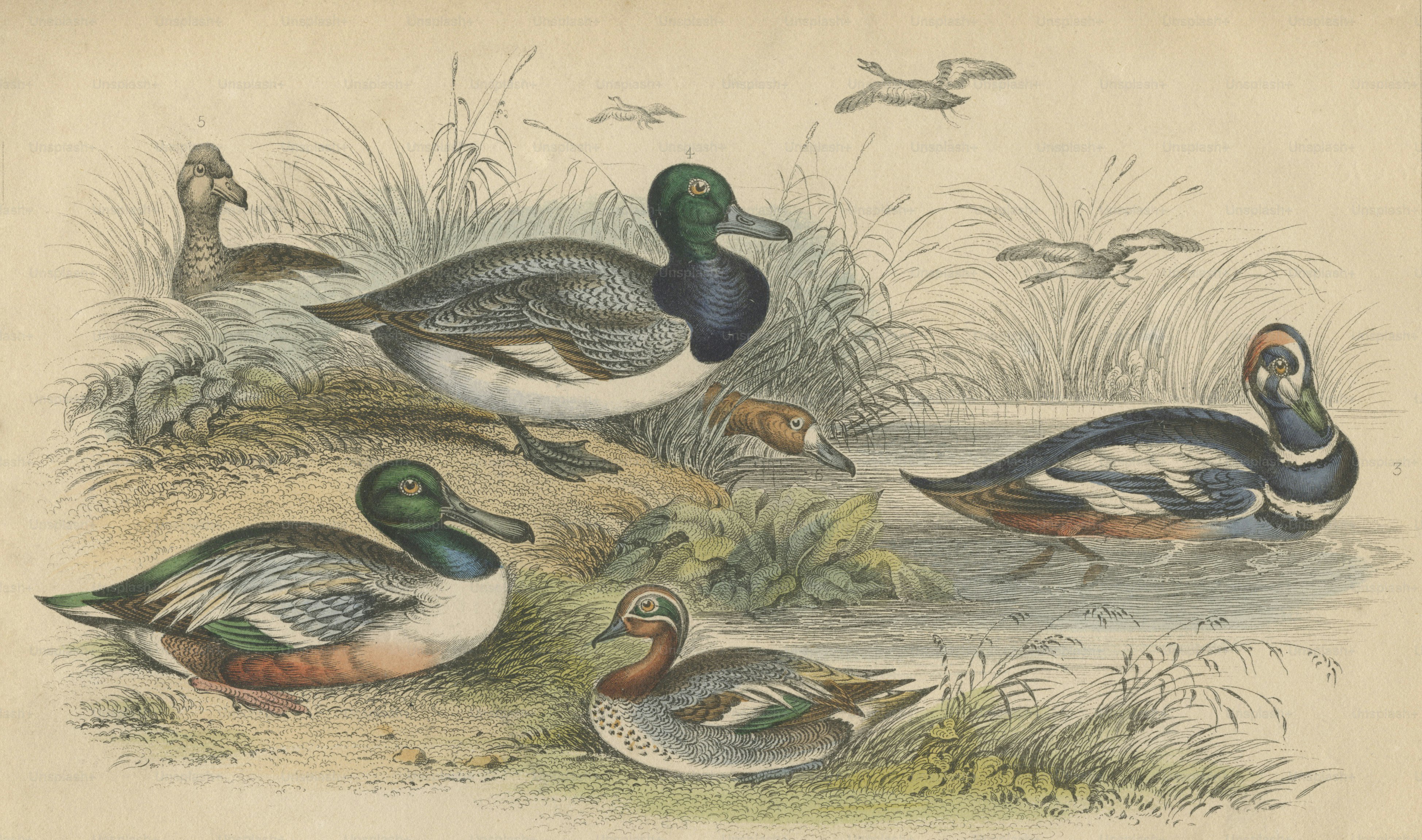 Various ducks, circa 1800. They include a blue-winged shoveler or broad ...