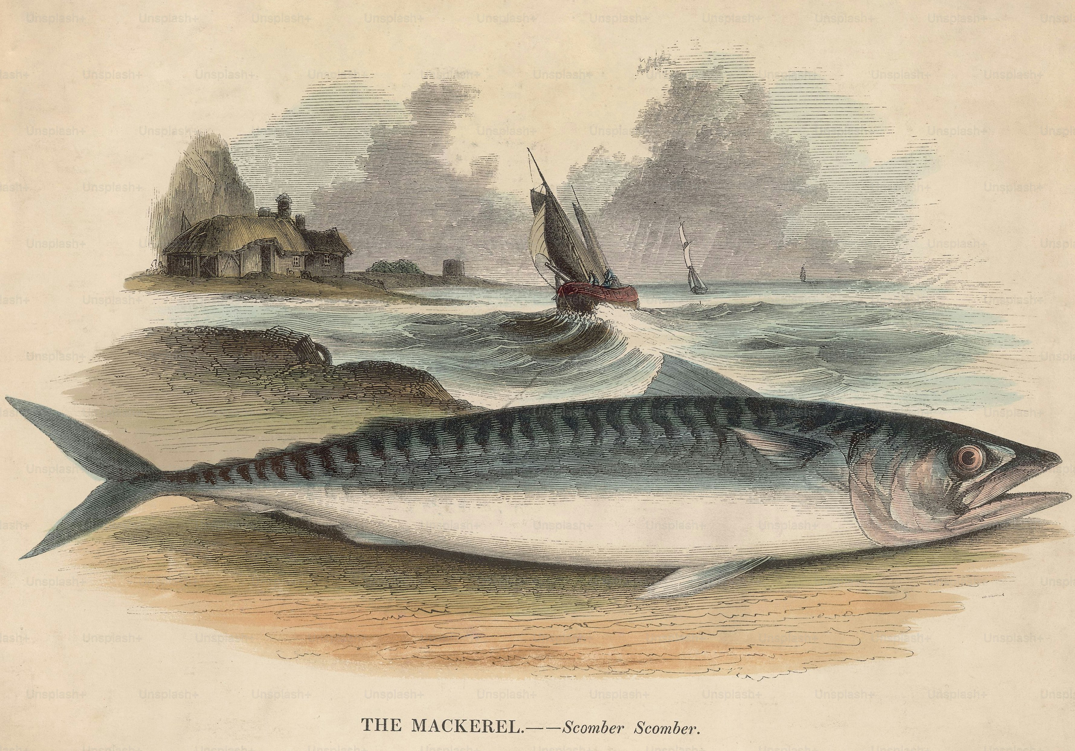 An Atlantic mackerel (Scomber scombrus), circa 1810. (Photo by Hulton ...