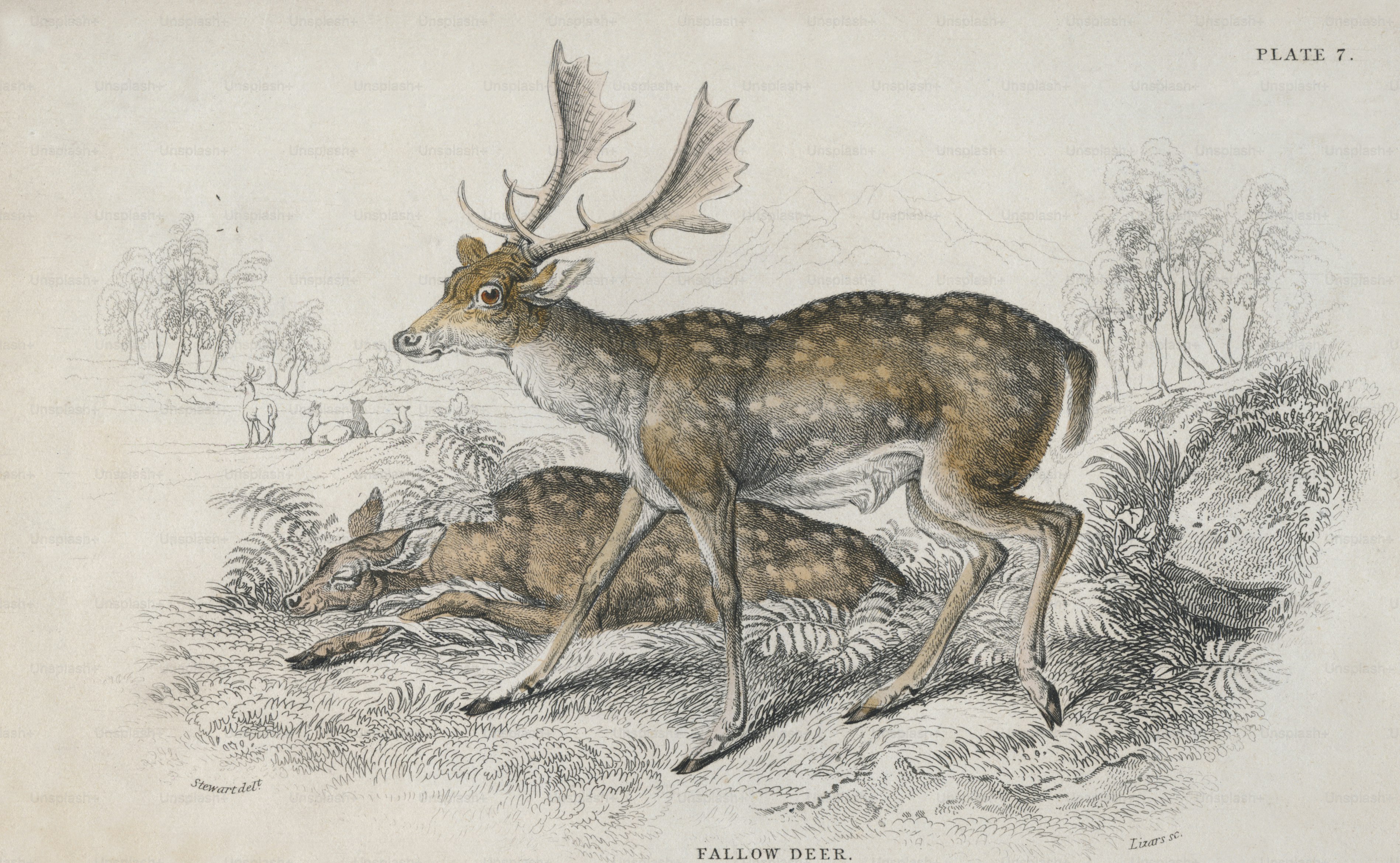 Fallow Deer Pictures | Download Free Images on Unsplash