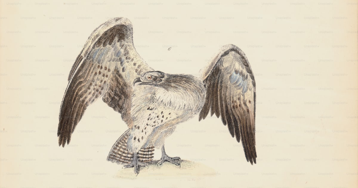다음을 포함하는 일주 맹금류로 구성된 주문 Falconiformes의 여러 조류 종의 색상 그림 무술 독수리와 갈색 팔콘