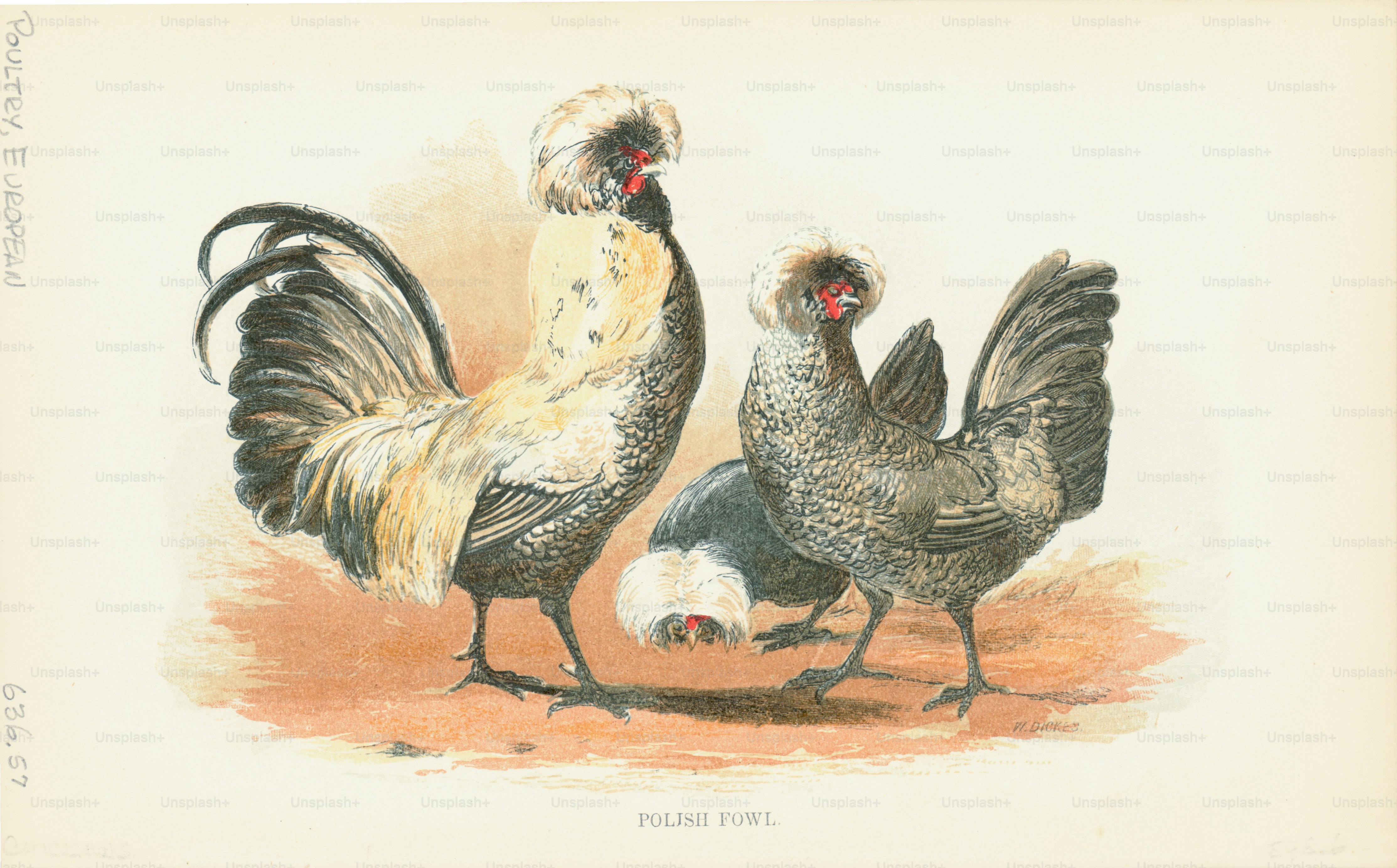 Engraving of a pair of Polish fowl chickens, their heads are adorned ...