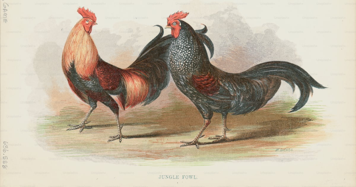 한 쌍의 Junglefowl 닭을 조각 한 그들은 화려한 수컷 깃털을 가진 큰 새이지만 그럼에도 불구하고 그들이 서식하는 빽빽한
