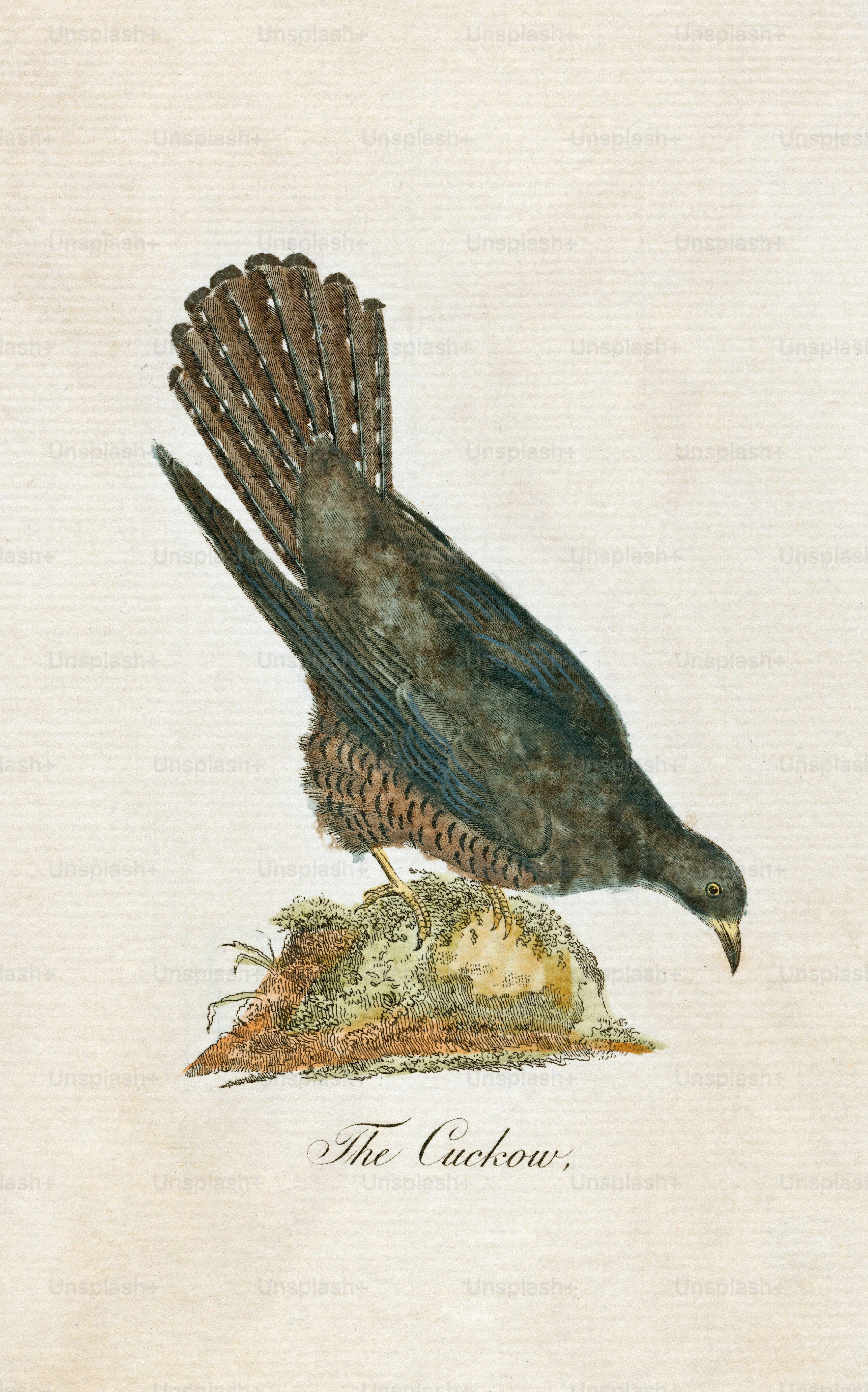 A plate illustration of 'The Cuckow', or cuckoo, circa 1850. (Photo by ...