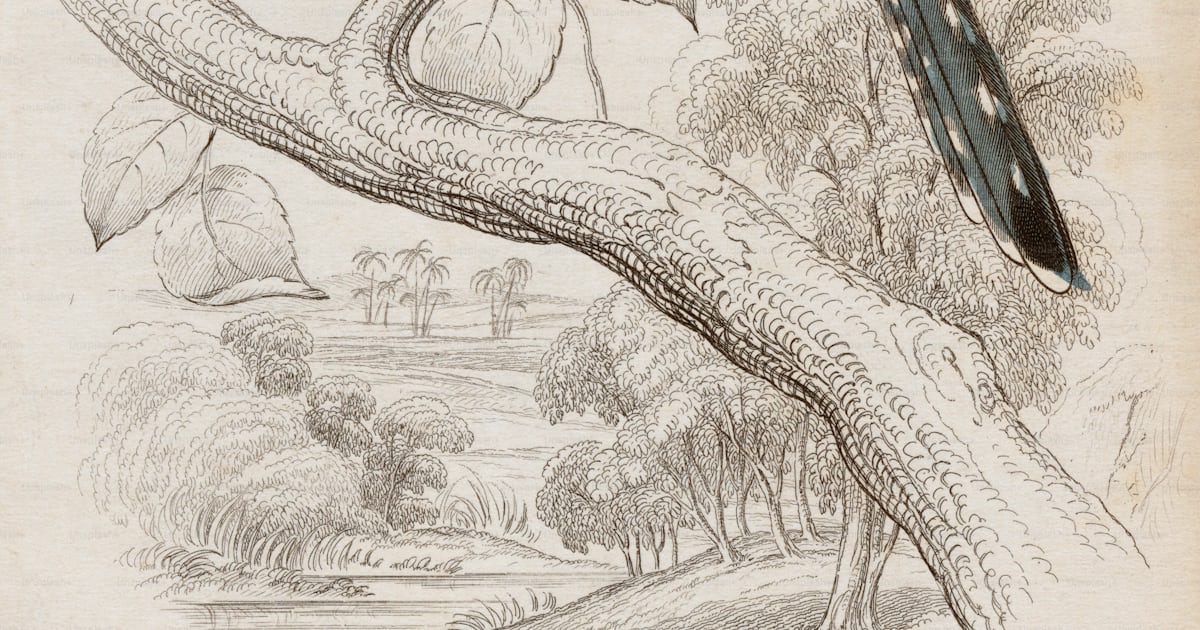 1840년경 줄 지어 있는 뻐꾸기coracina Lineata의 판 그림 오스트레일리아 인도네시아 파푸아 뉴기니