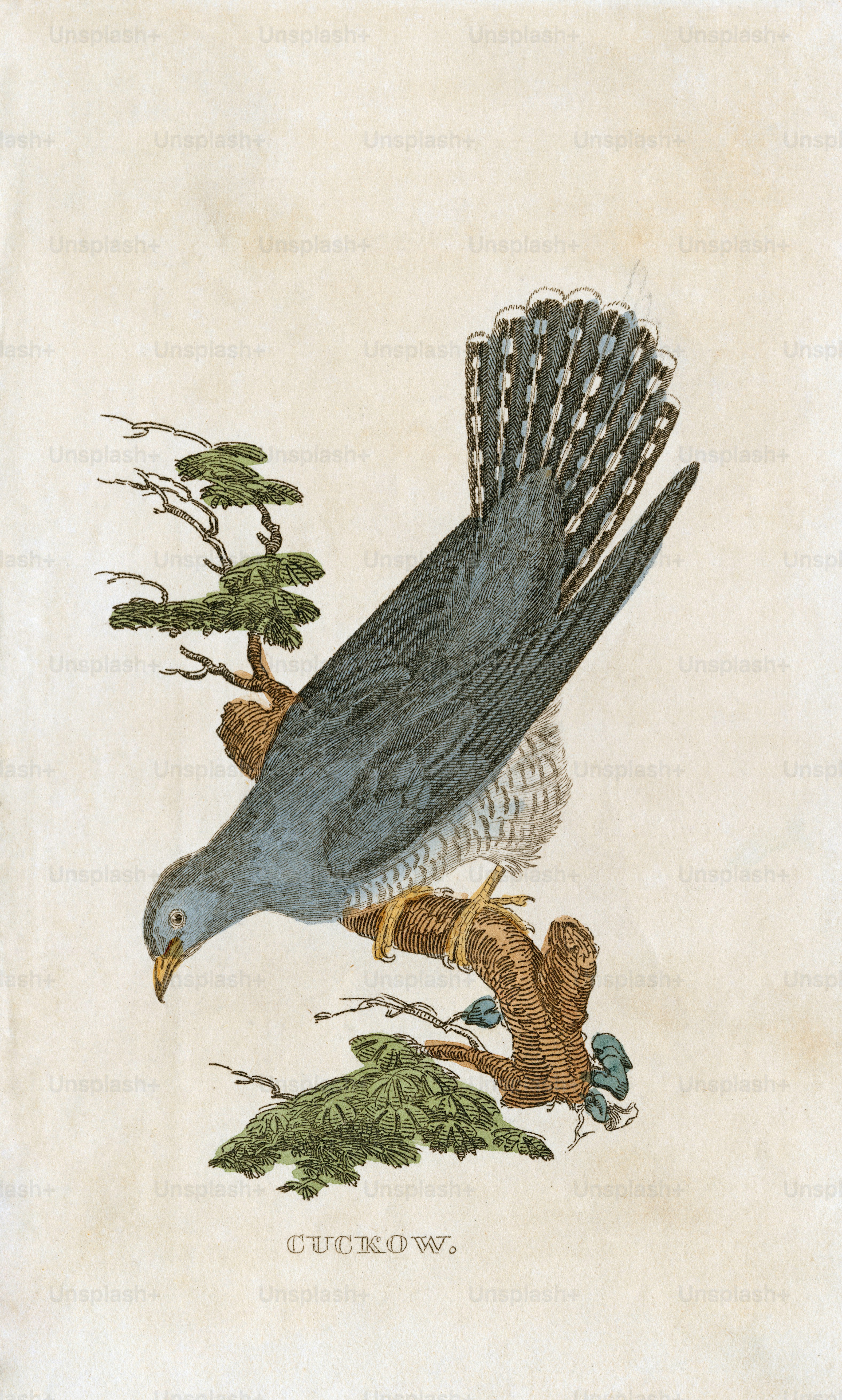 A plate illustration of a 'Cuckow', or cuckoo, circa 1850. (Photo by ...