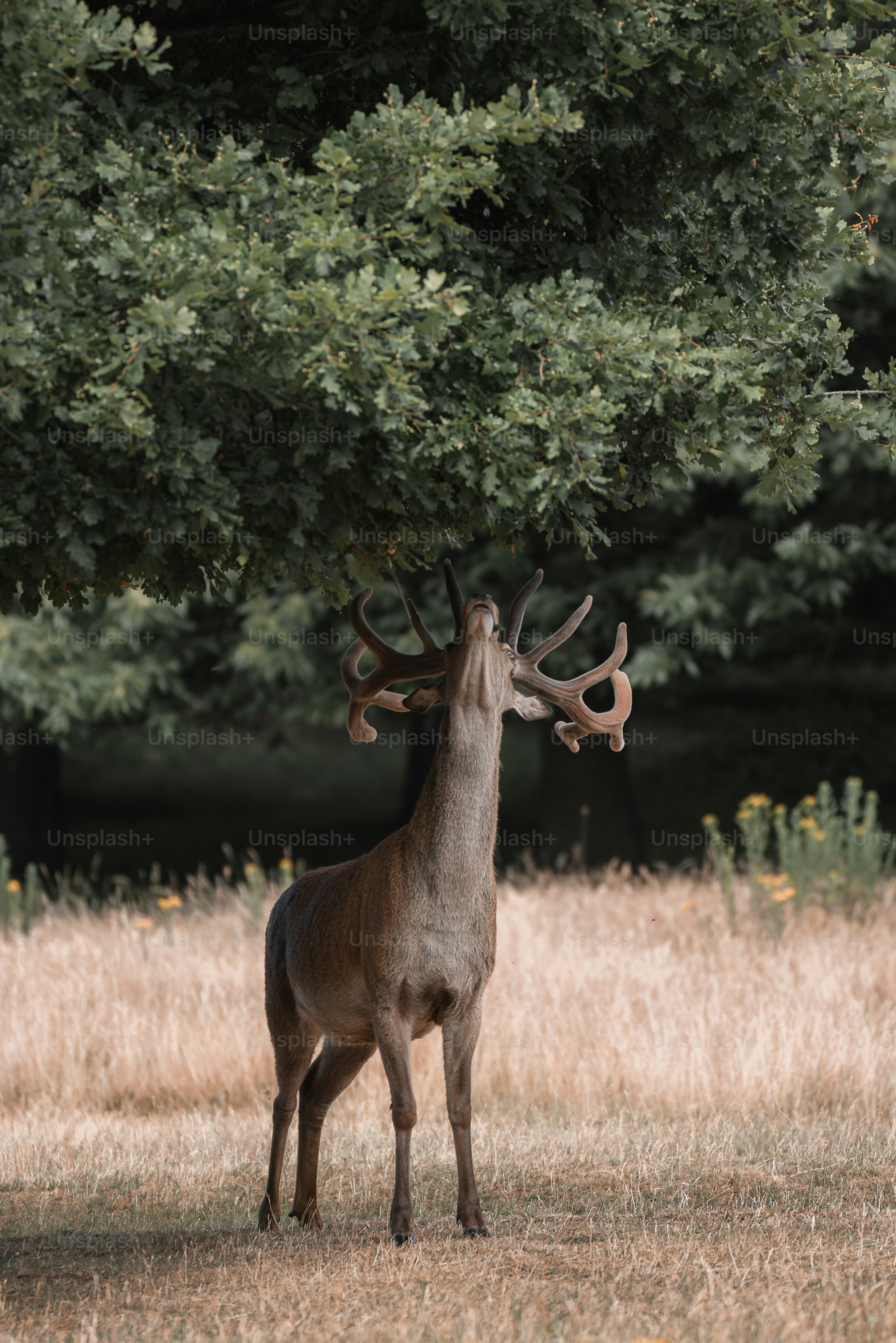 A deer standing in a field with trees in the background photo – Animal ...