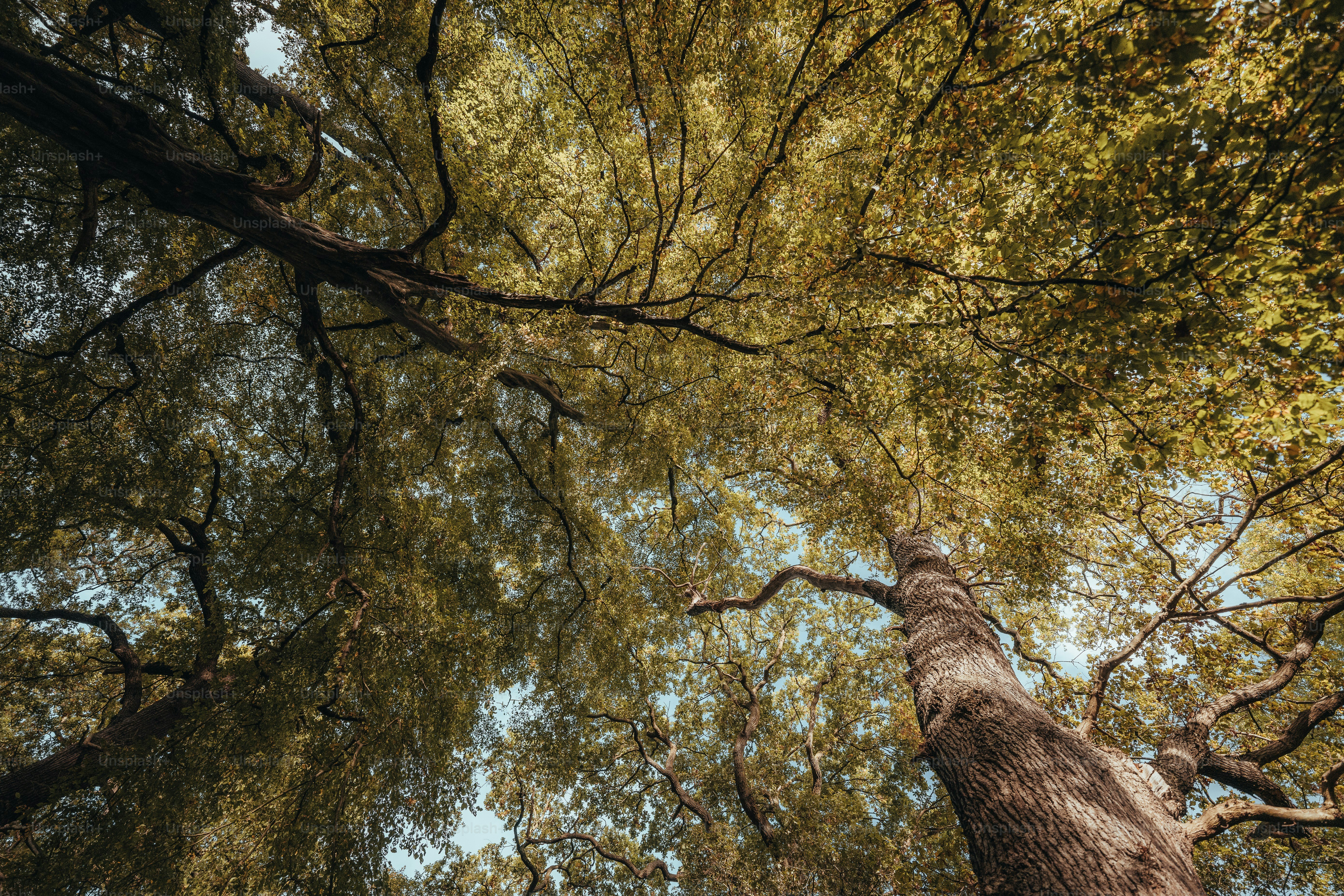 100+ Vertical Pictures | Download Free Images & Stock Photos on Unsplash