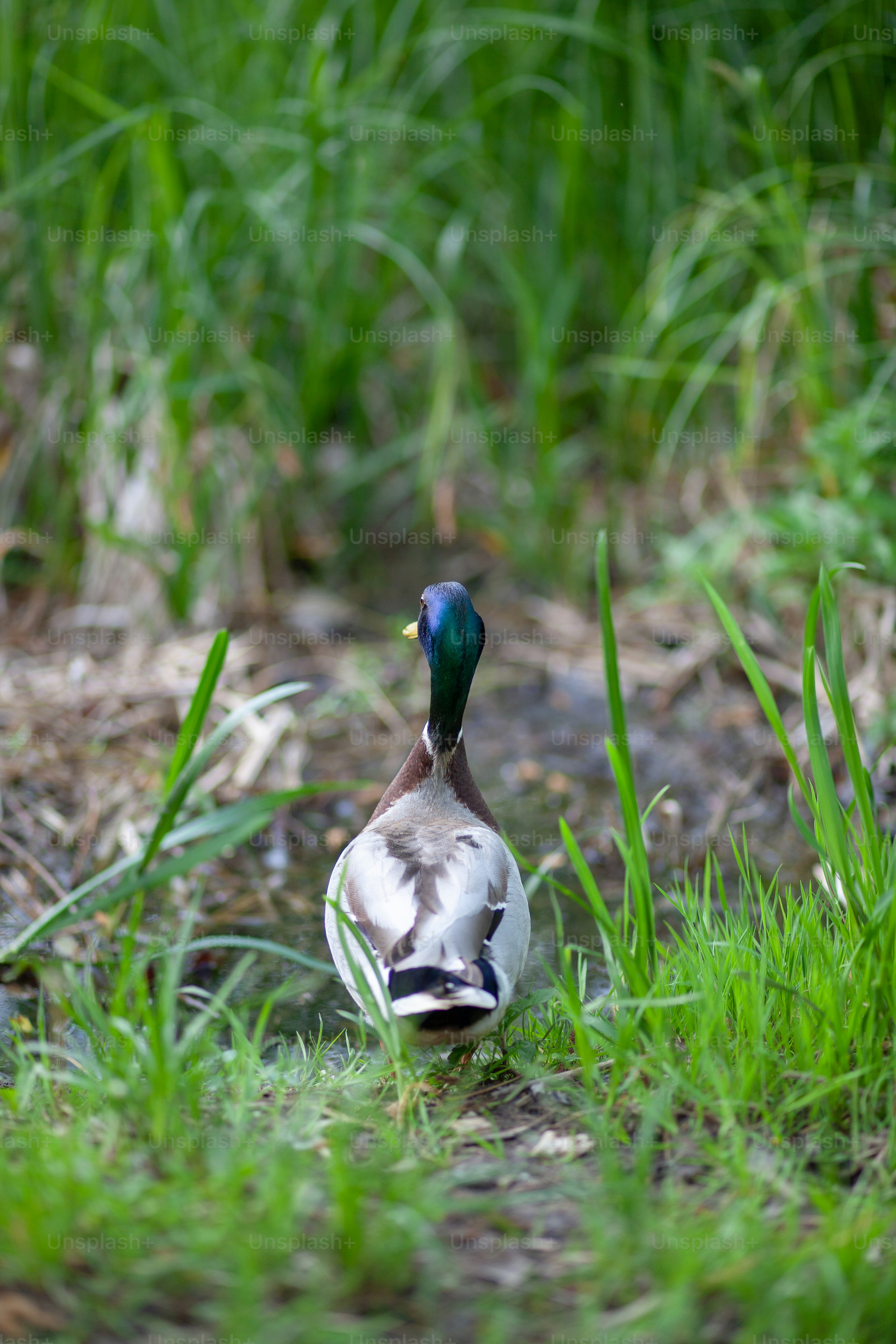 A duck is standing in the grass near the water photo – Duck Image on ...