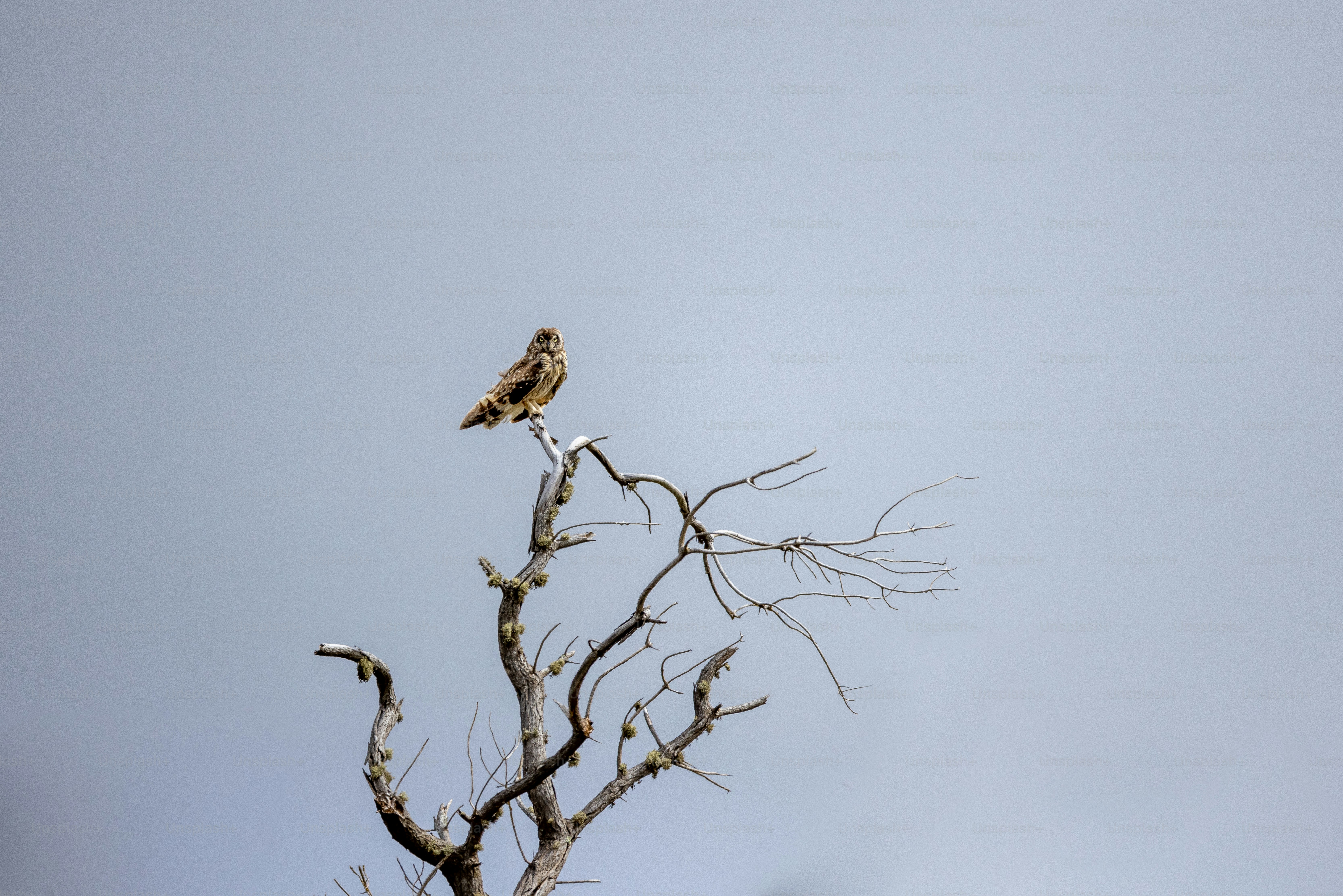 A bird perched on top of a dead tree photo – Tree branch Image on Unsplash