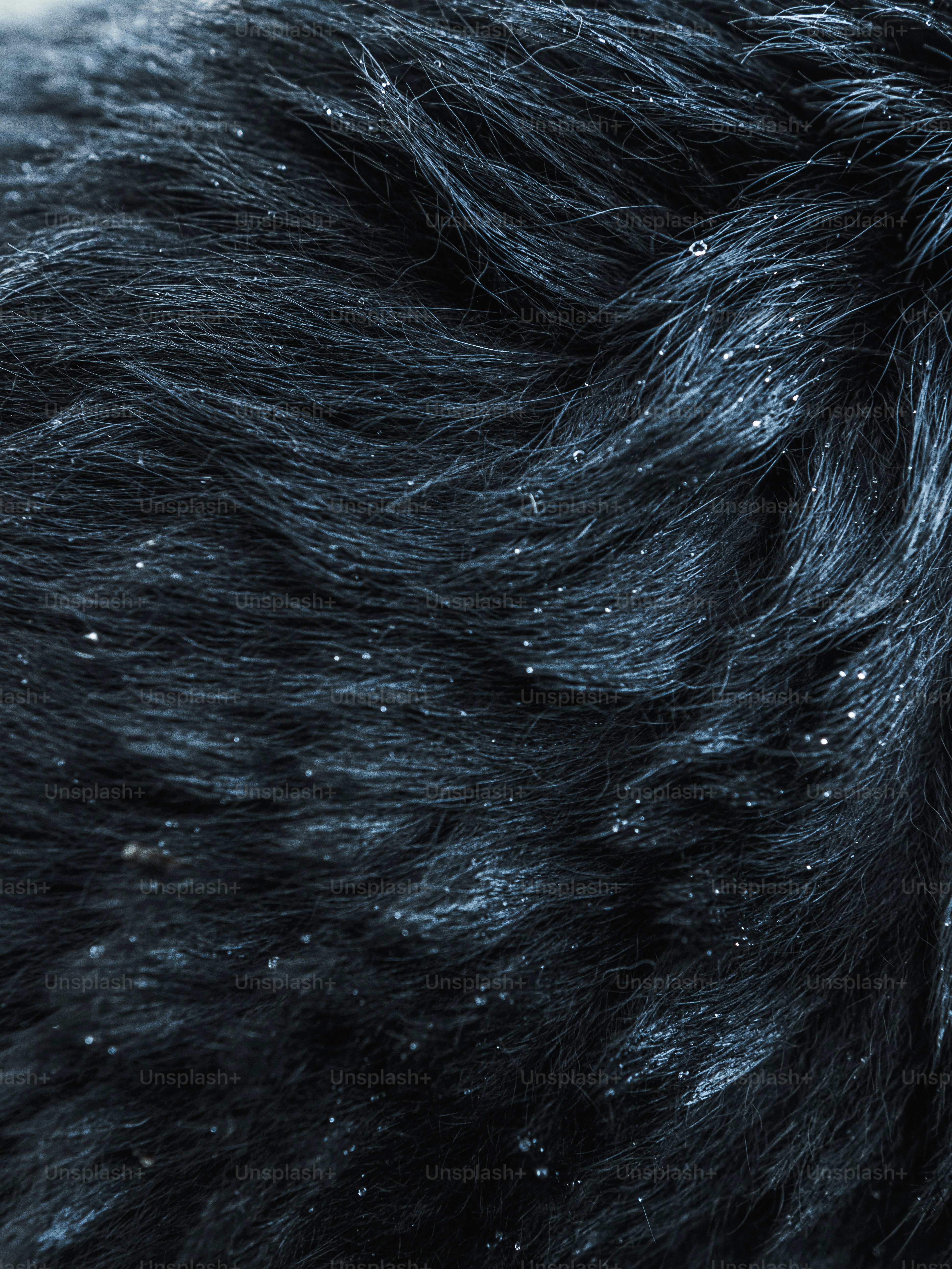 A close up of a furry animal's fur photo – Dog Image on Unsplash