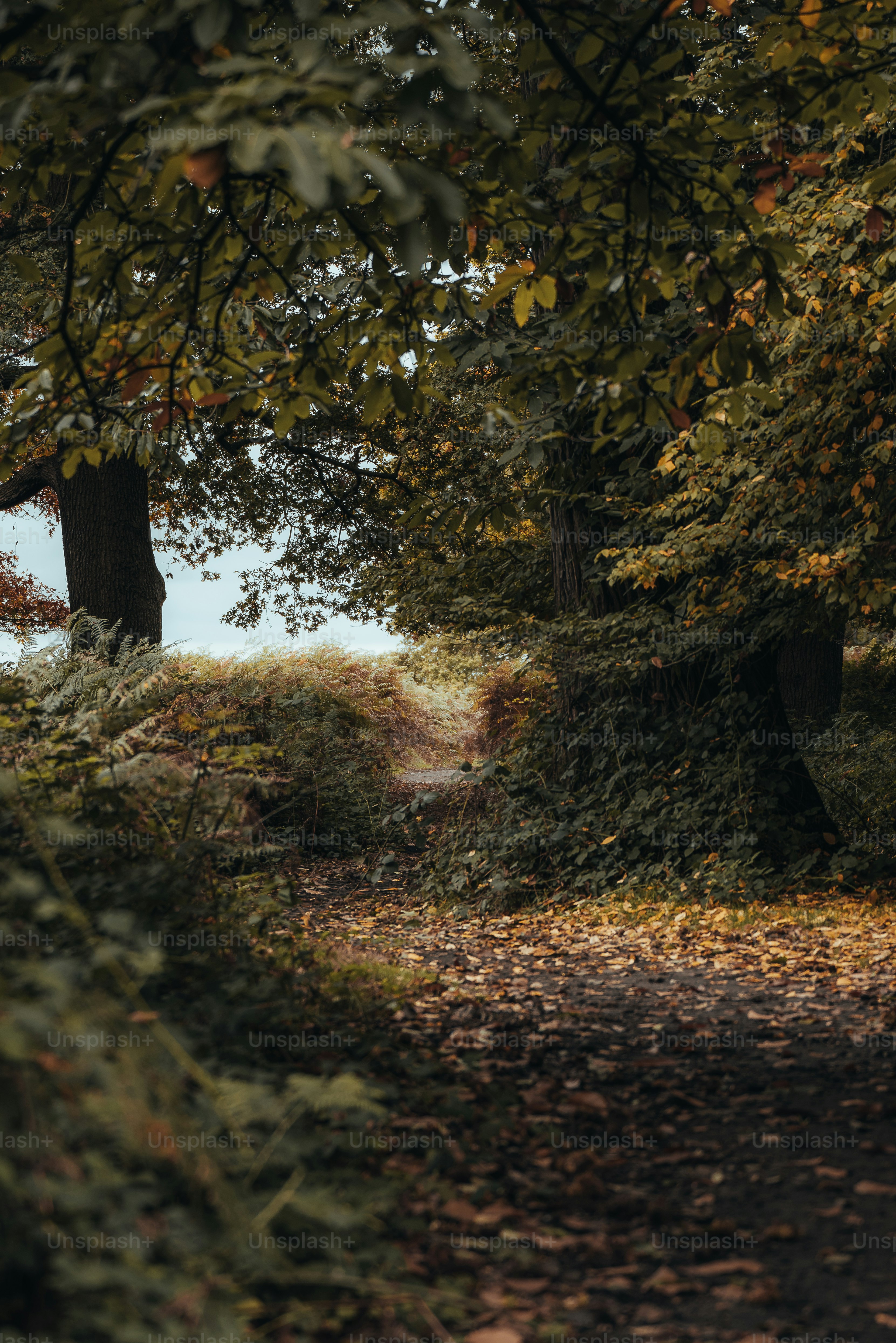 A path in the middle of a wooded area photo – Forest Image on Unsplash