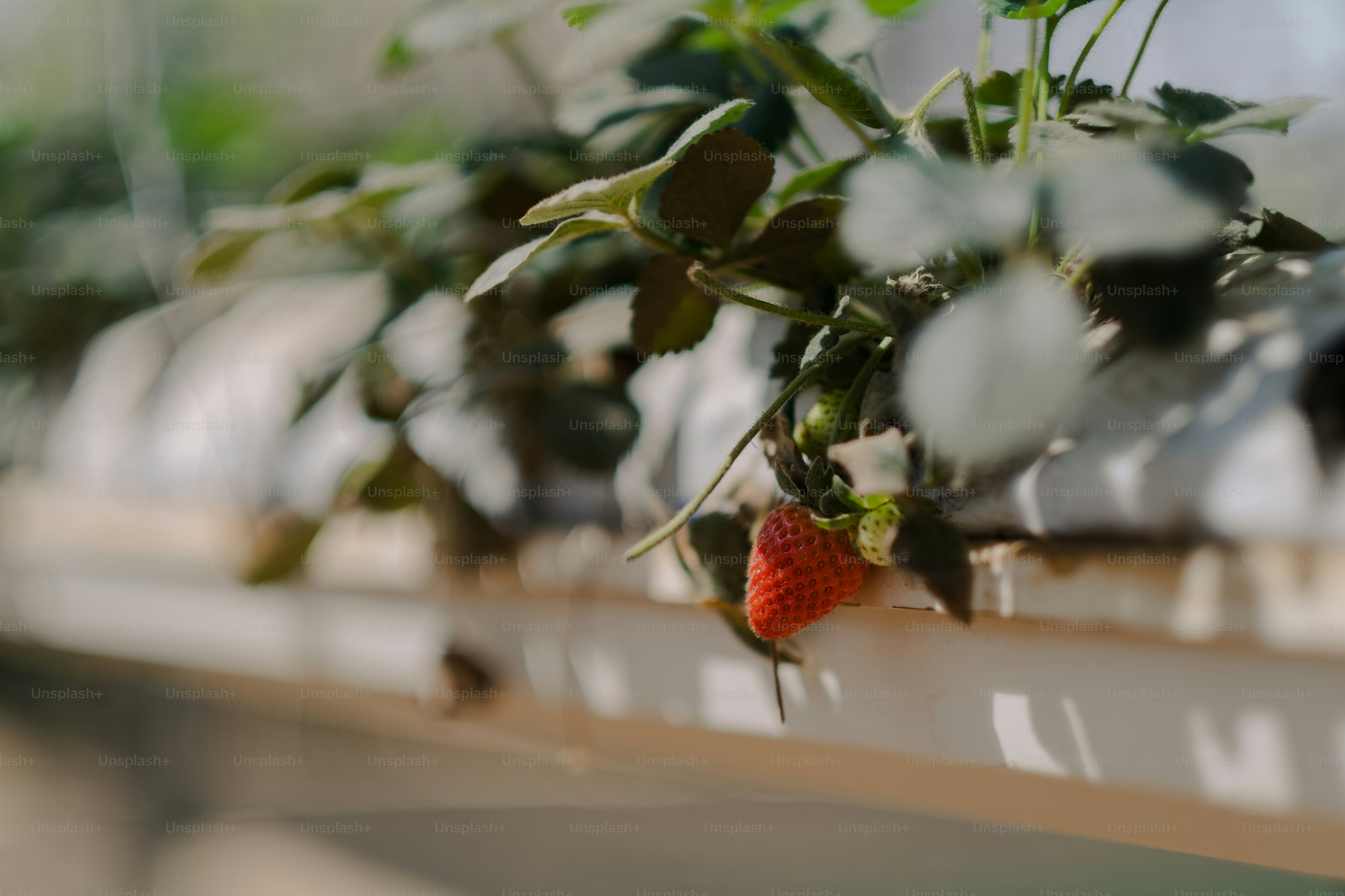 A close up of a strawberry growing on a window sill photo ...