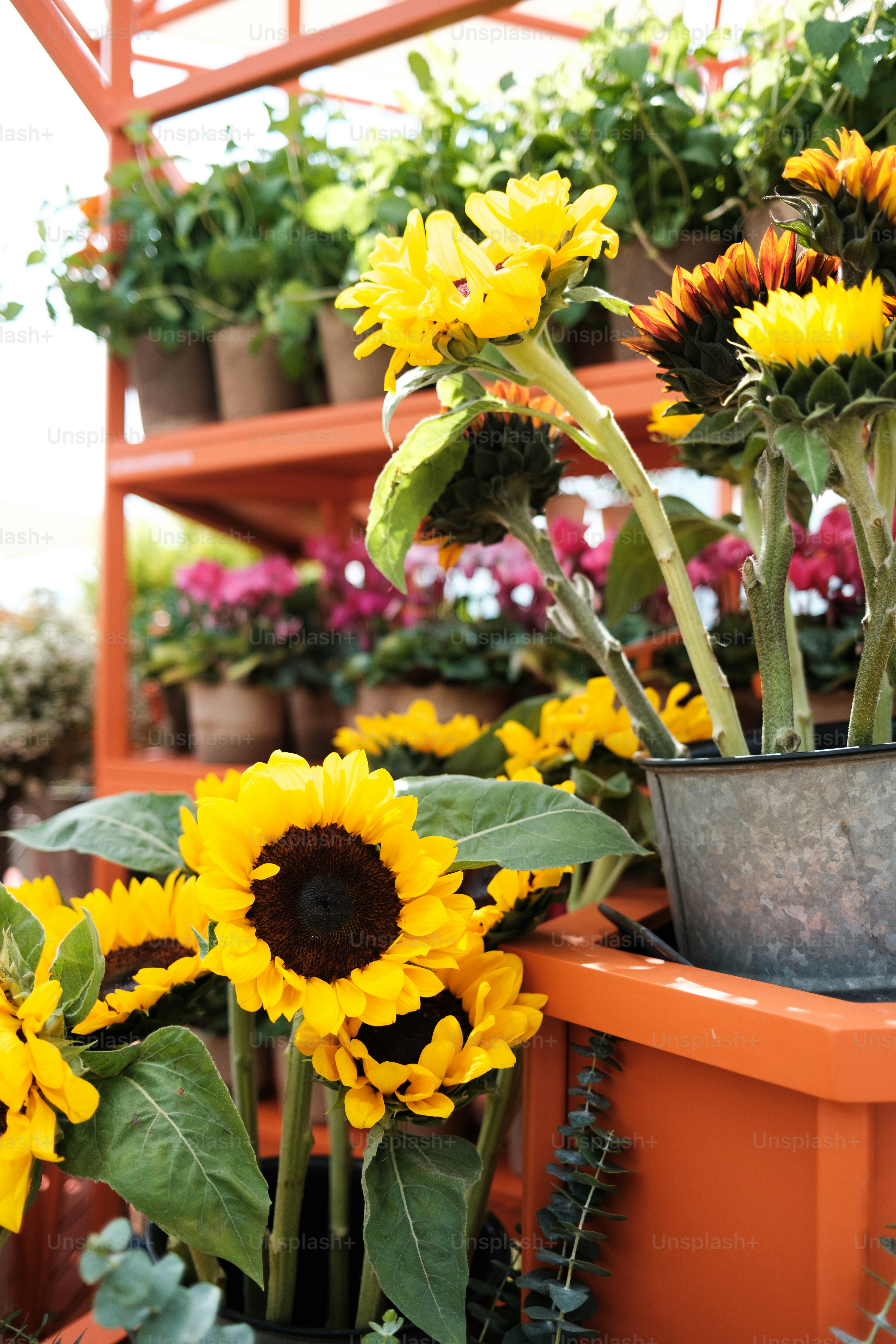 Ryan Kwok (@milkbox) | Communauté photos Unsplash