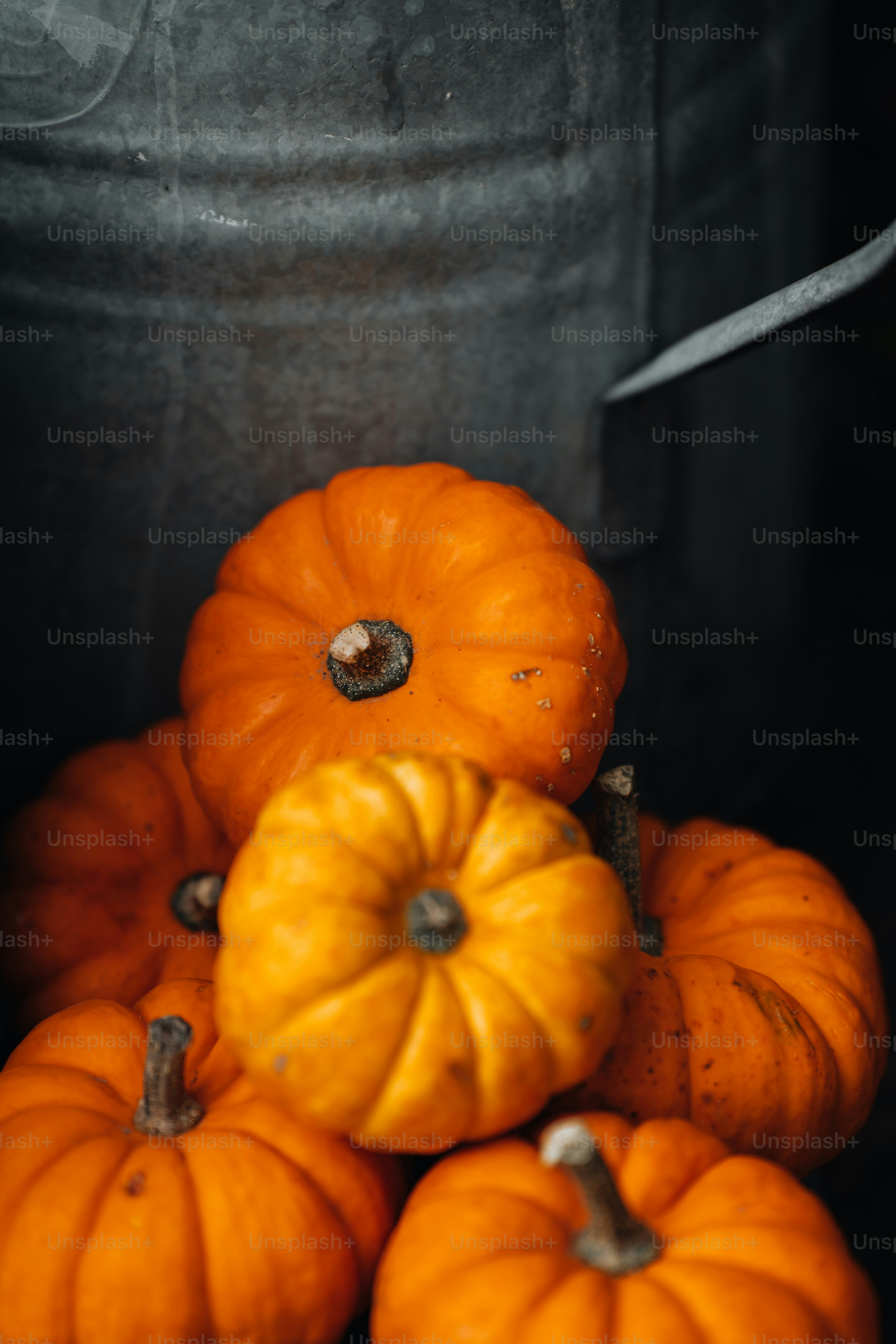 A bunch of pumpkins sitting on top of a bucket photo – Pumpkins Image ...