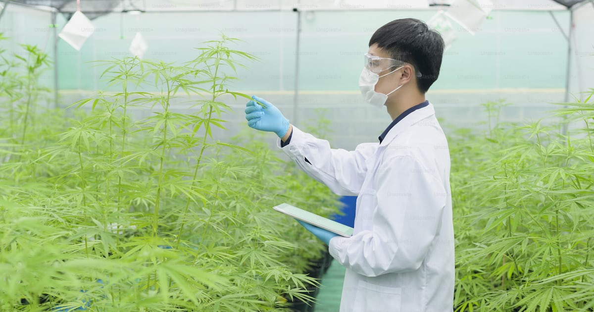 의료용 대마초 농장의 개념 태블릿을 사용하여 대마초 Sativa 실내 농장에 대한 데이터를 수집하는 과학자 사진