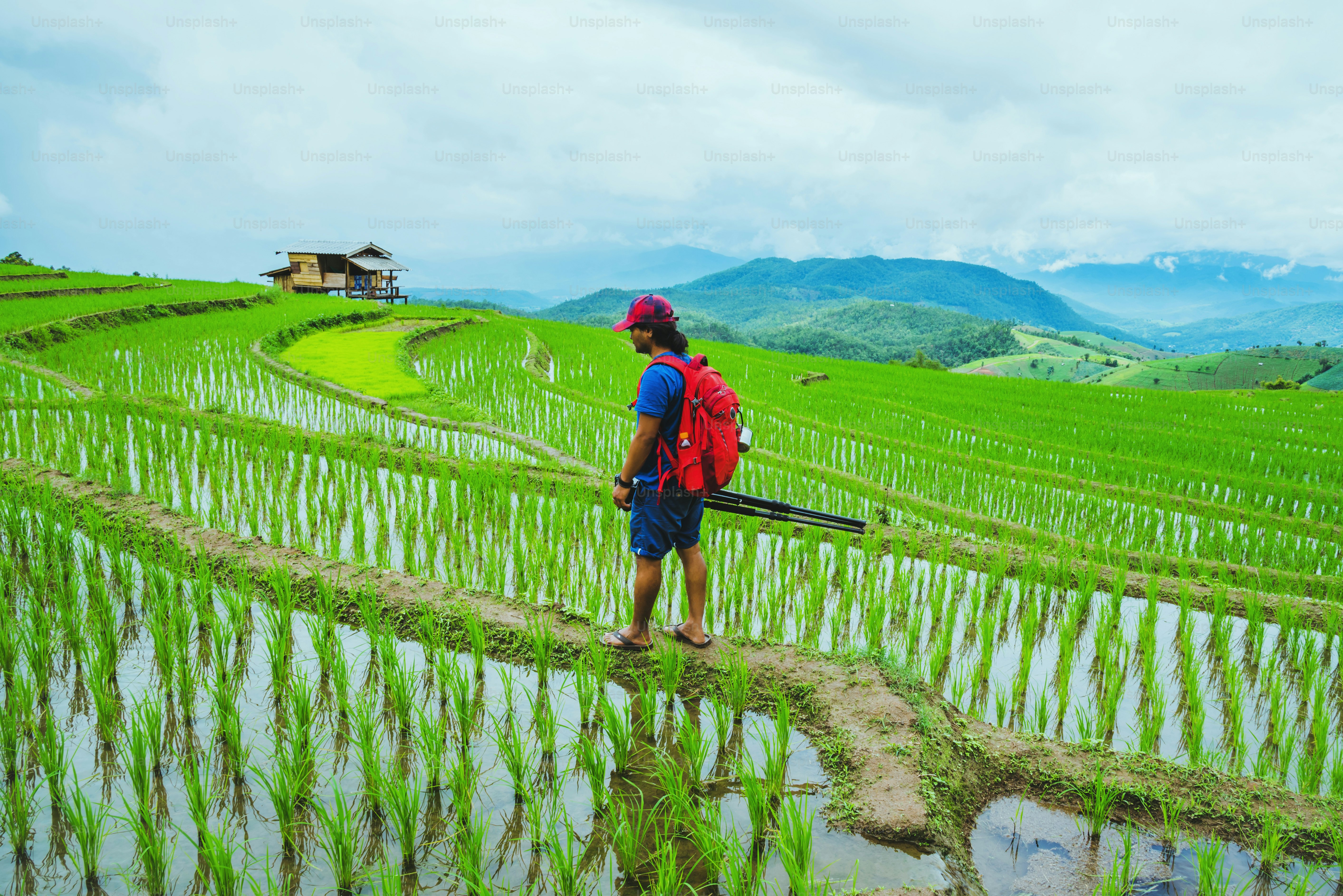 Rice Field Pictures [HD] | Download Free Images on Unsplash