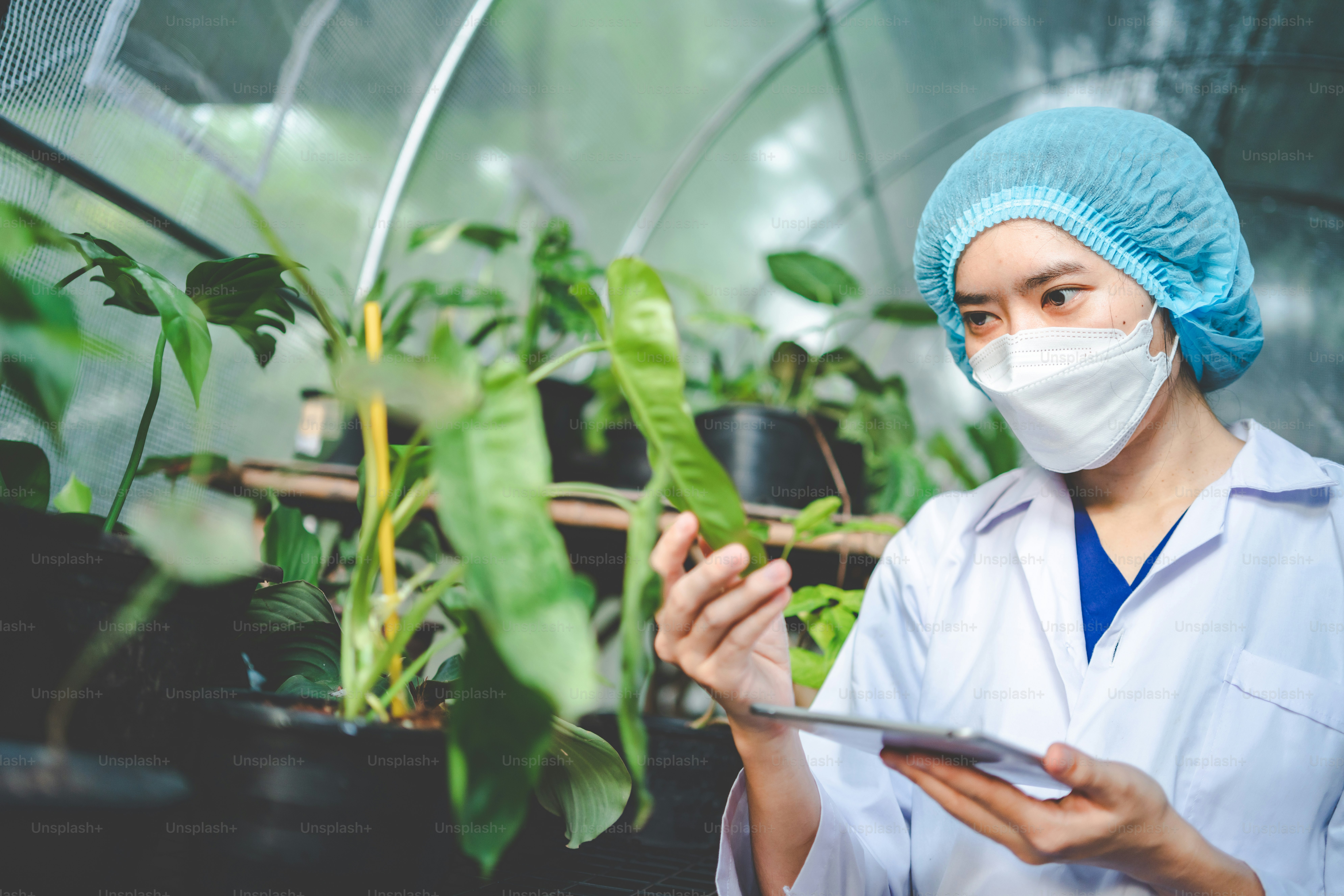 Agriculture garden plant in modern greenhouse, nature flower in farm ...