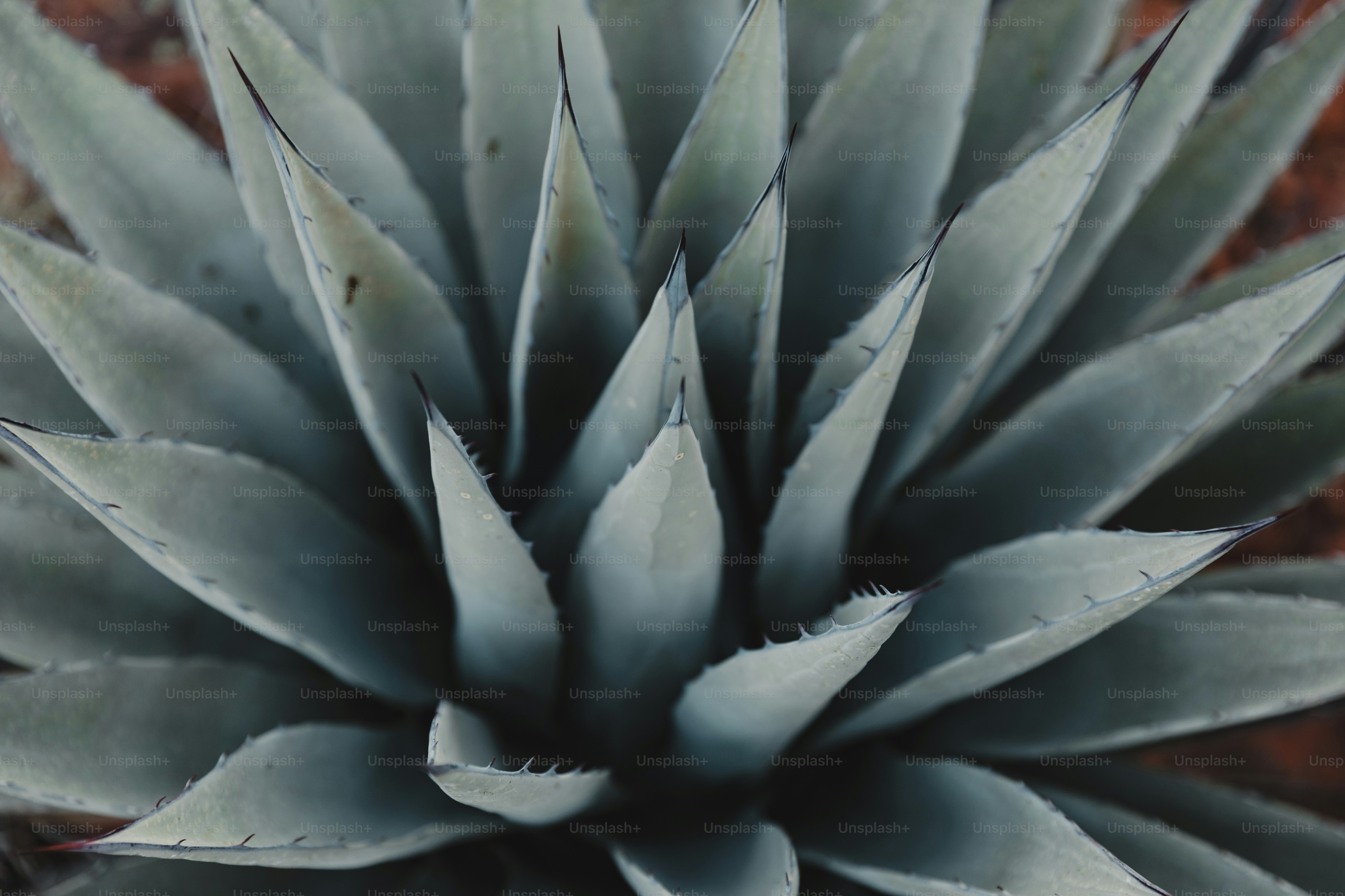 A close up of a plant with very long leaves photo – Agave Image on Unsplash