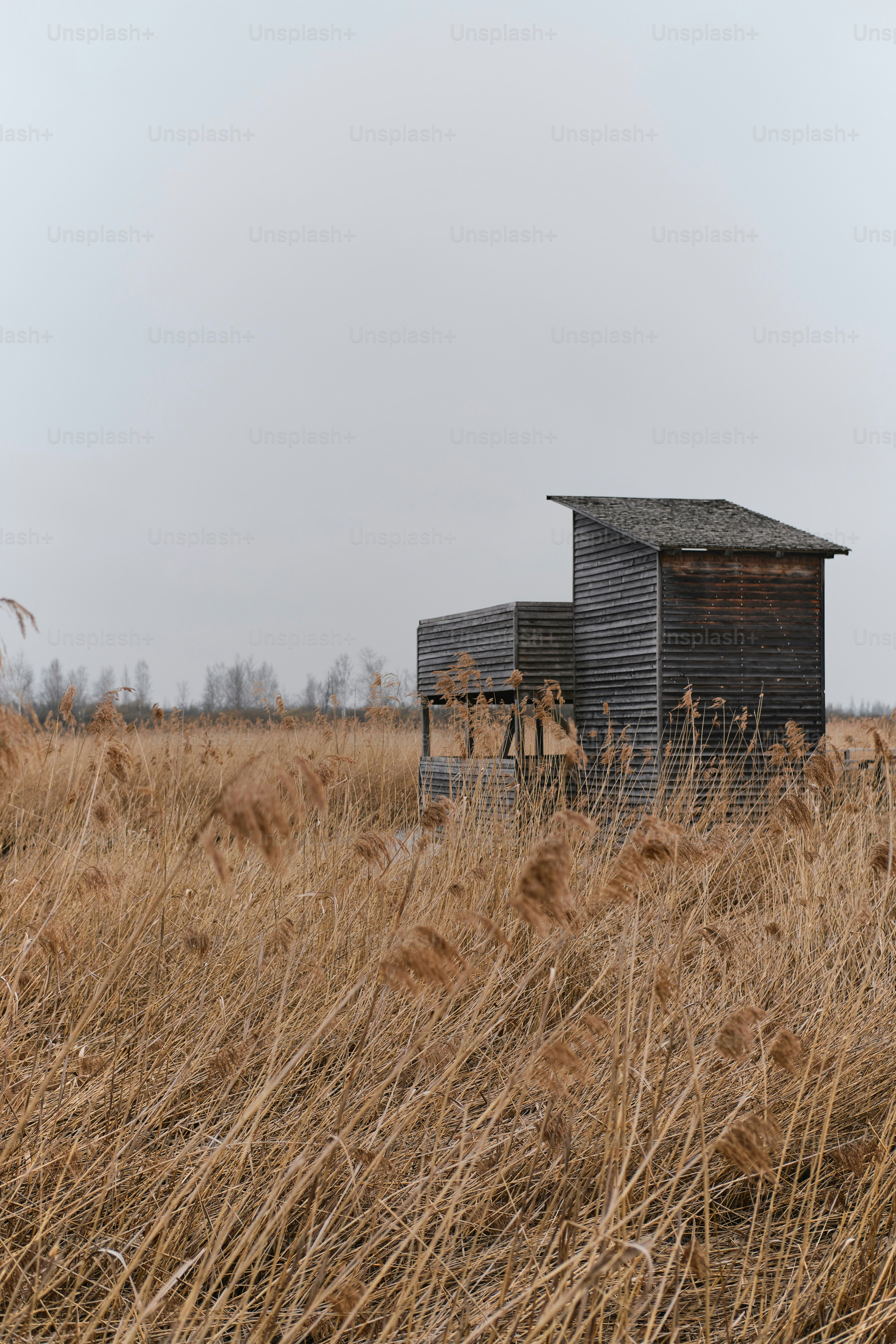 An old shack sits in a field of tall grass photo – Hunt Image on Unsplash