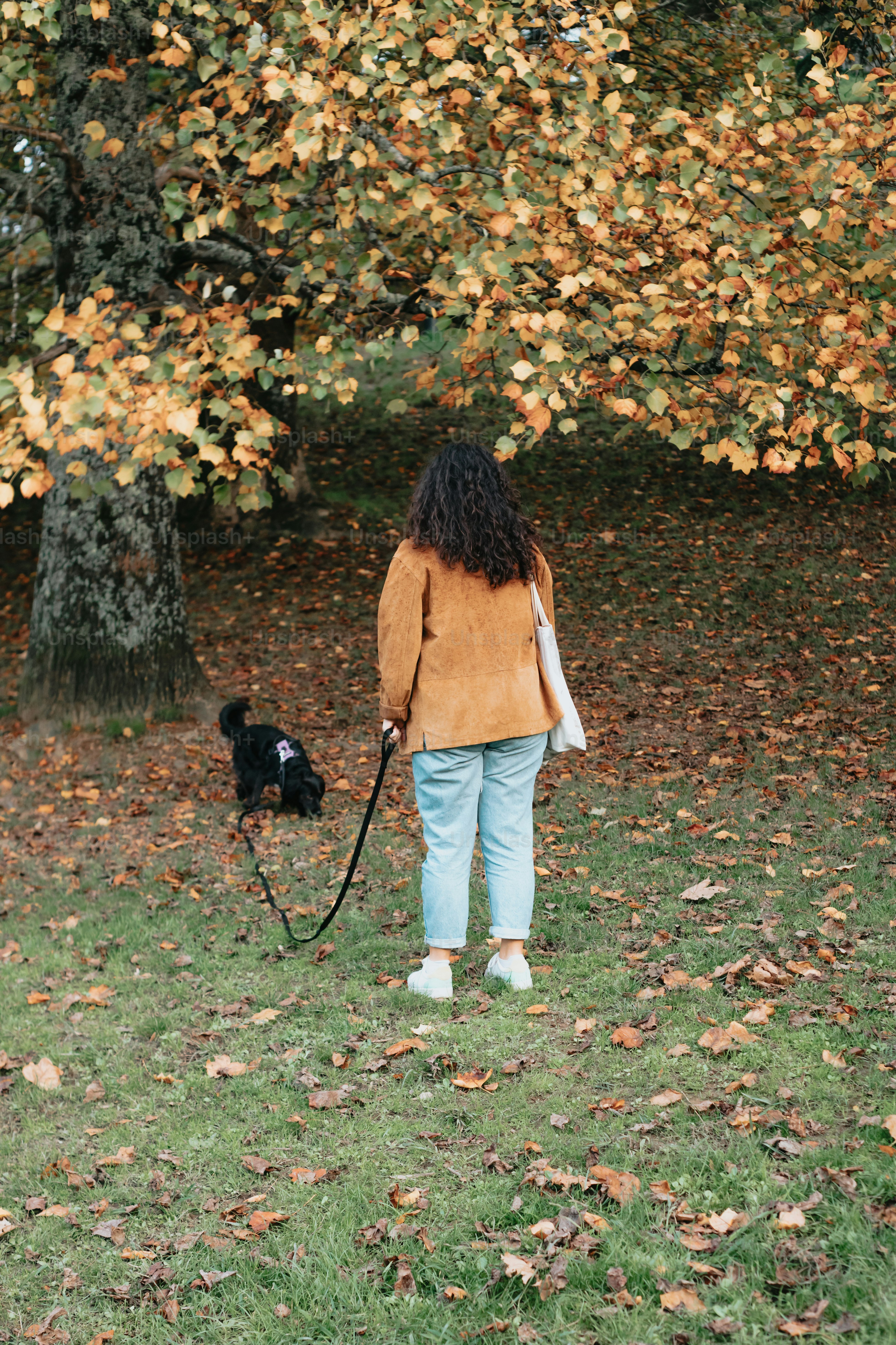 Una niña paseando a su perro en el parque foto – Imagen de Pasear al ...