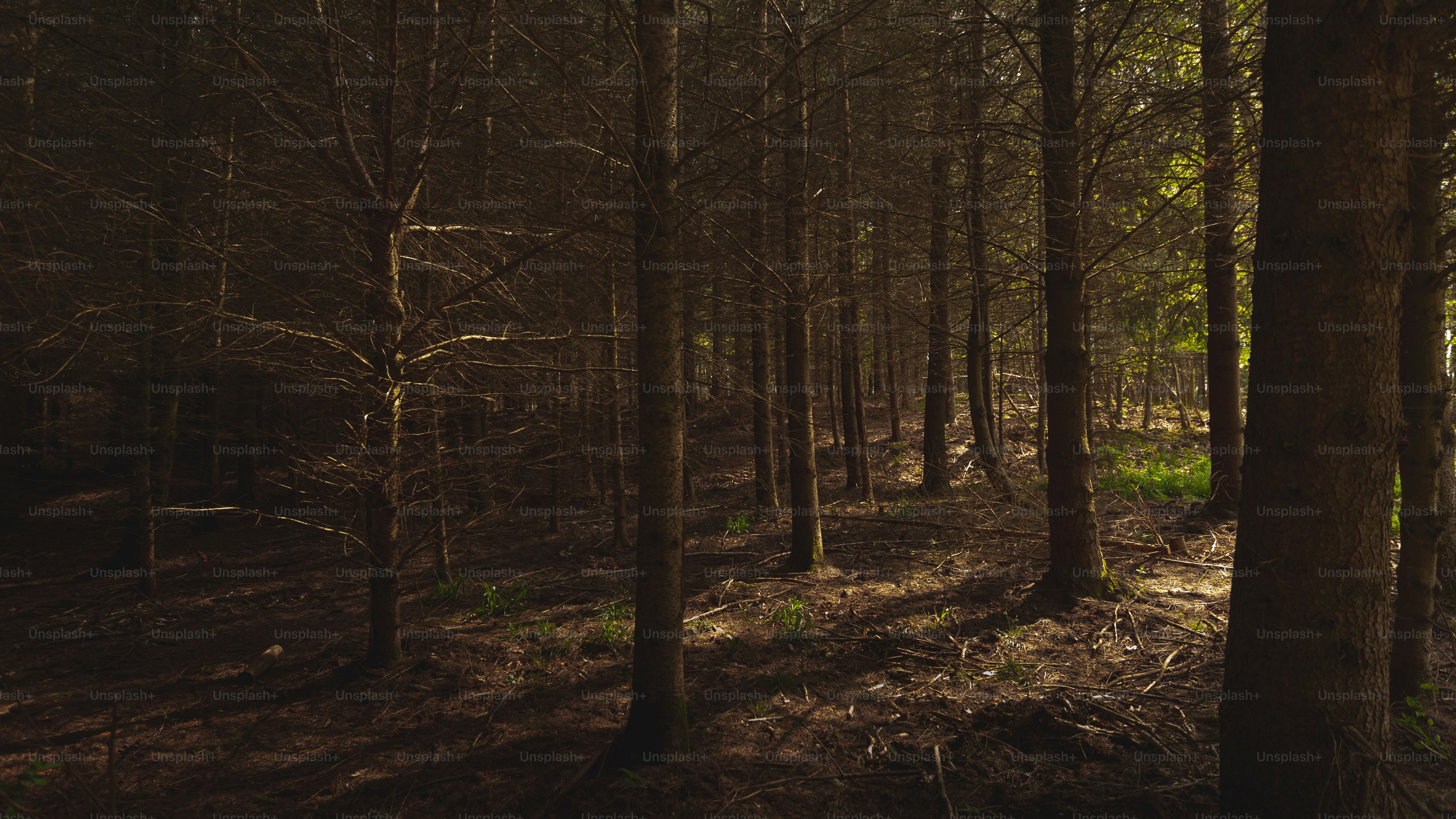 1000+ Dark Nature Pictures | Download Free Images on Unsplash