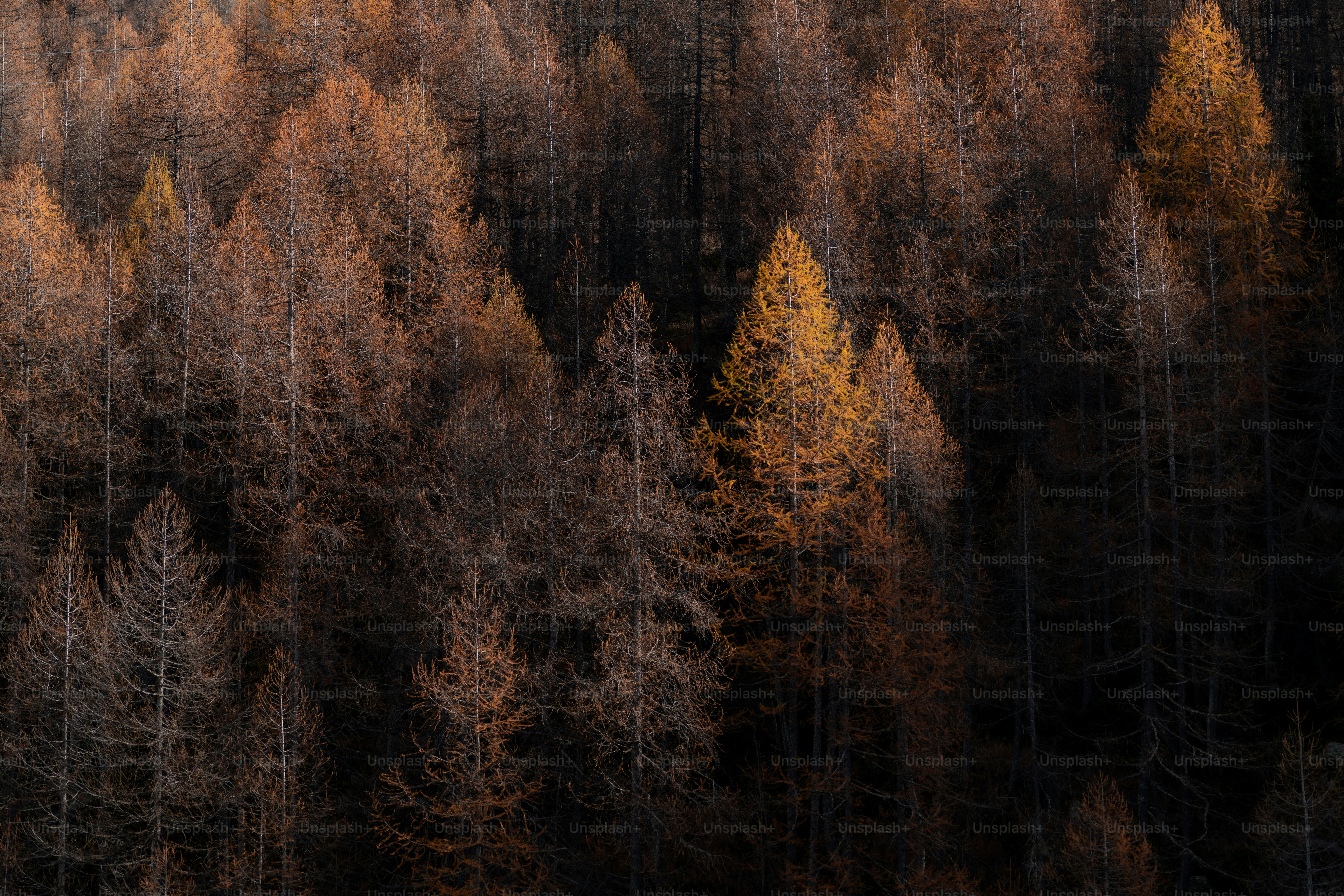 A forest filled with lots of tall trees photo – Wallpaper 4k Image on ...