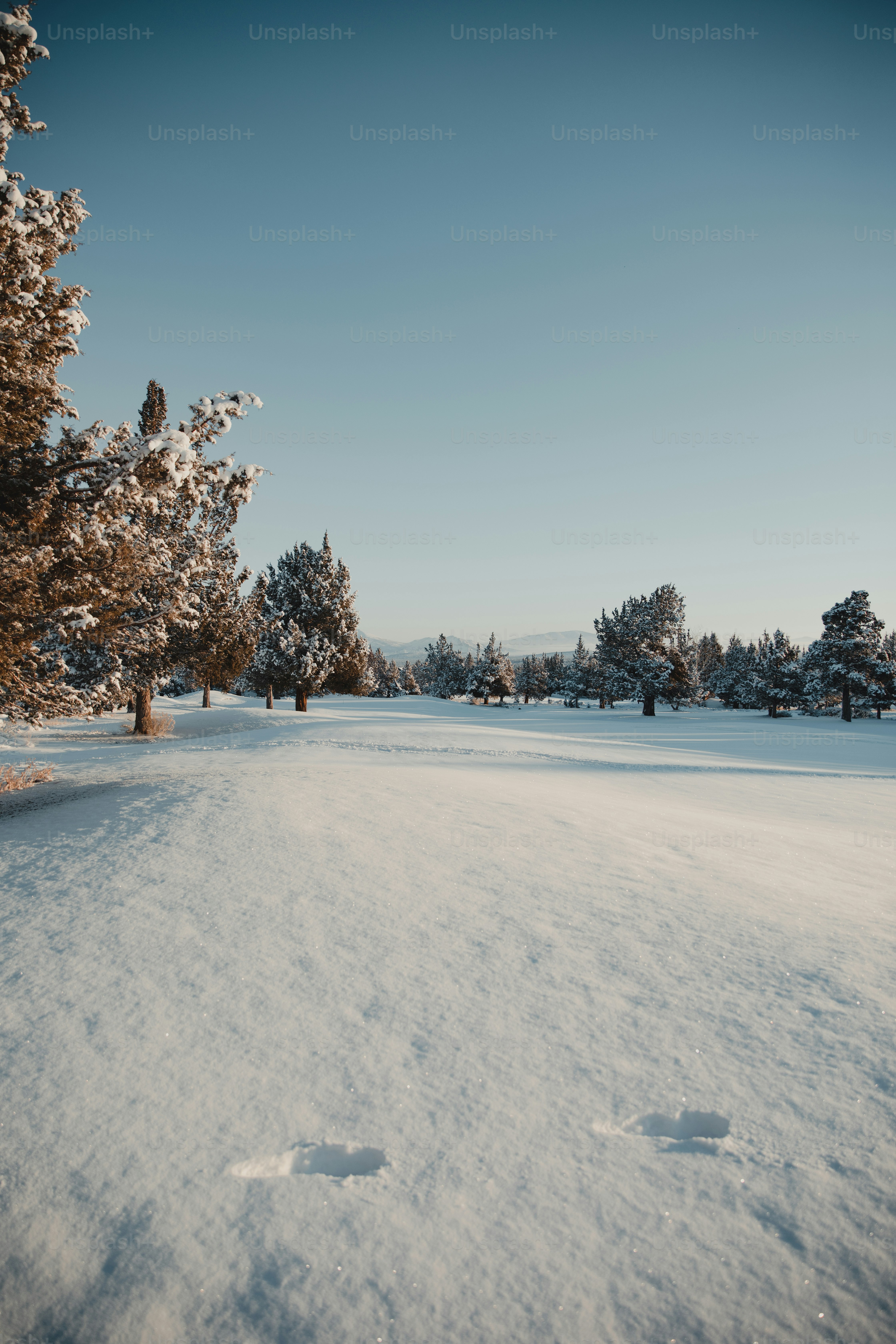 A snow covered field with trees and mountains in the background photo ...