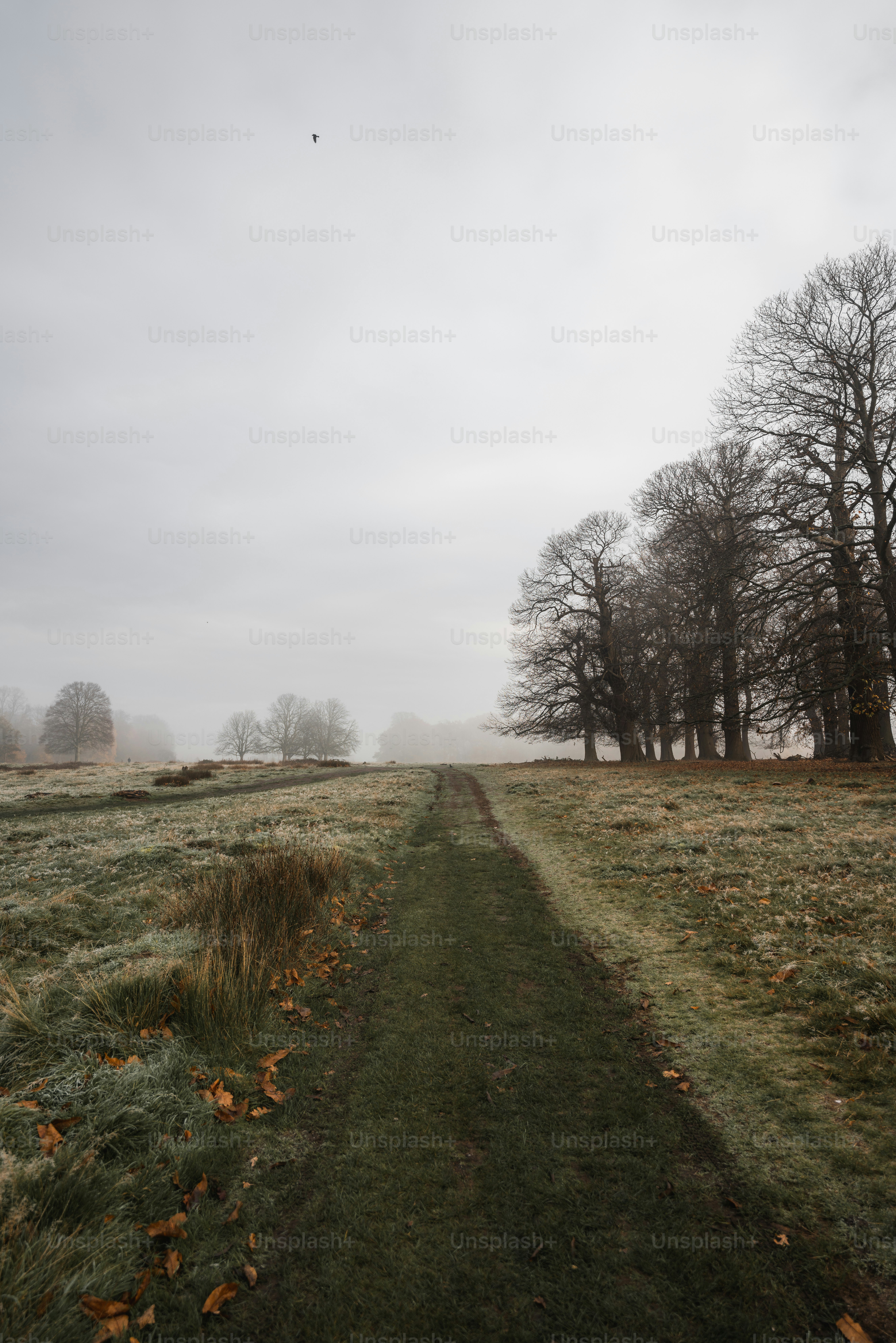 Pathways Pictures | Download Free Images on Unsplash