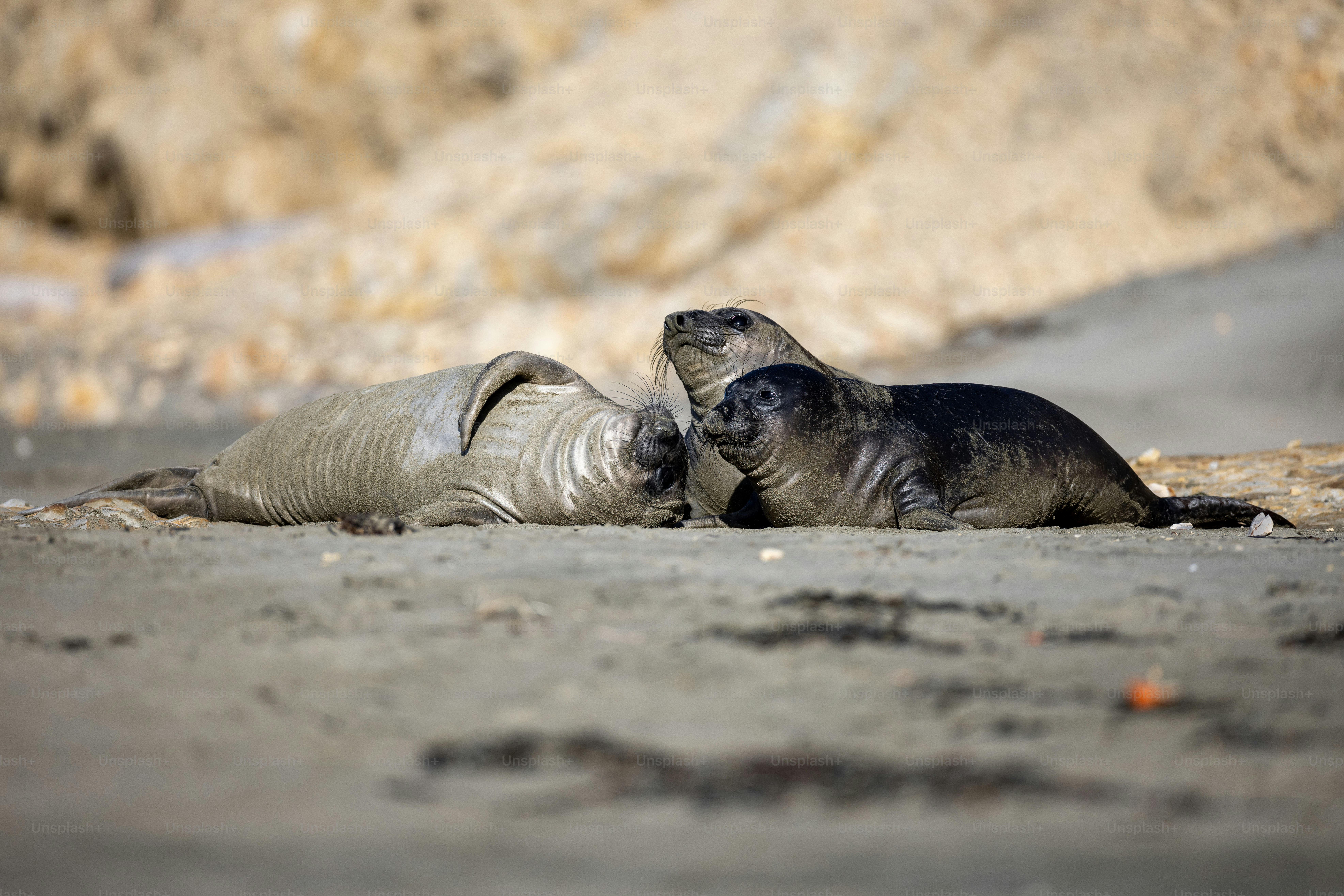 A couple of seals laying on top of a sandy beach photo – Wildlife Image ...