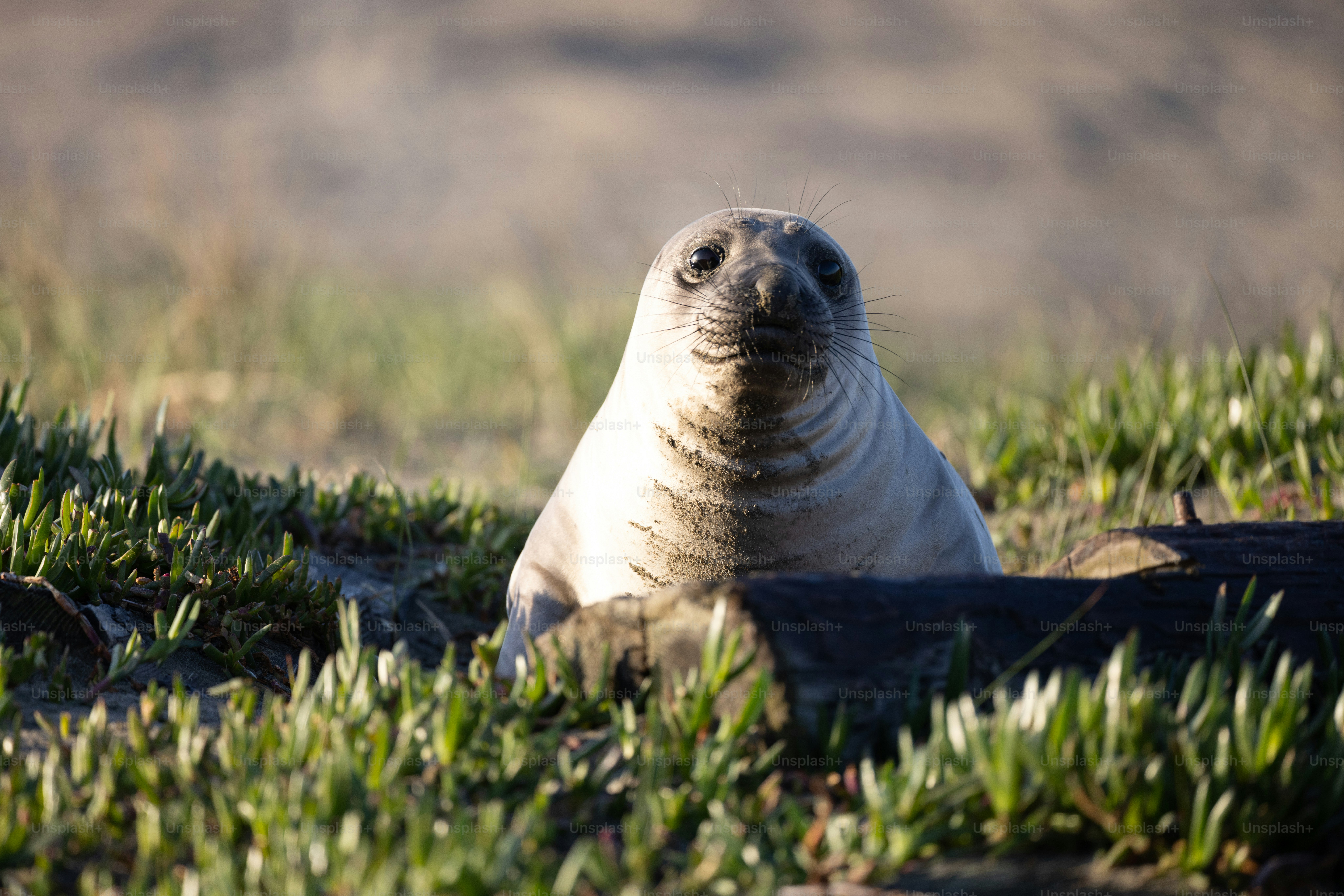 Foto Uma foca sentada na grama olhando para a câmera – Imagem de Foca ...