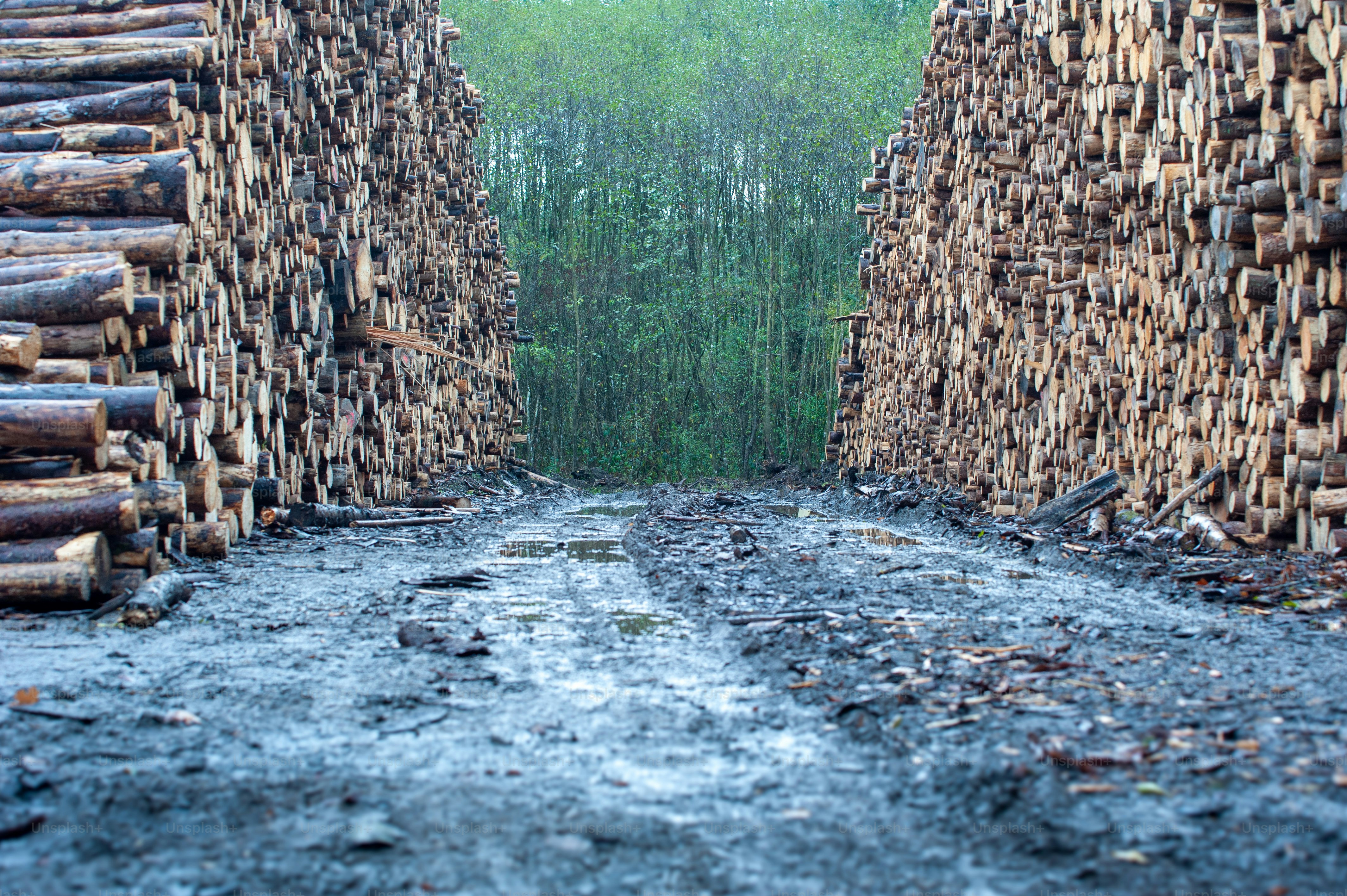 A bunch of logs that are sitting in the dirt photo – Biomass Image on ...
