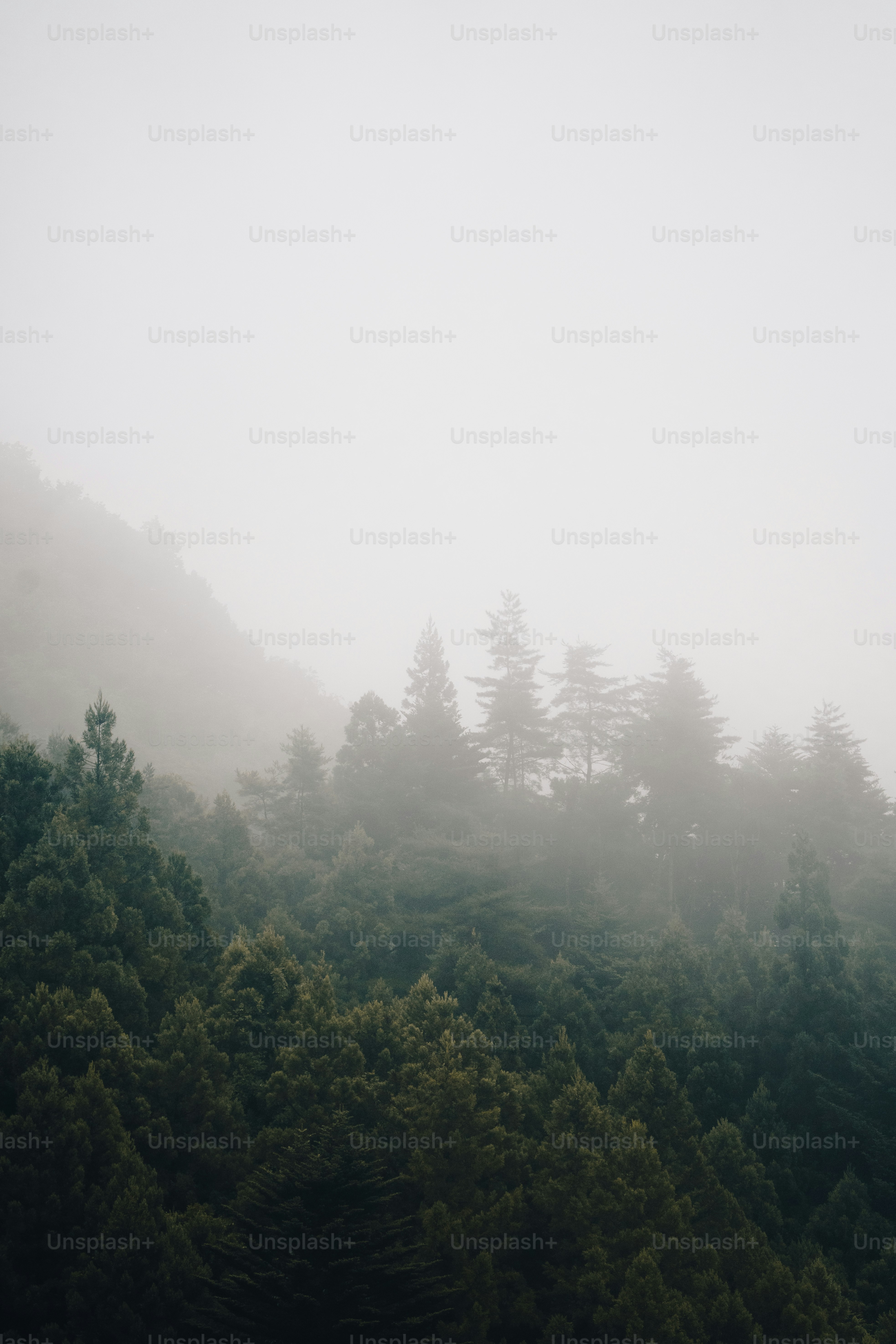 A foggy forest filled with lots of trees photo – Japan Image on Unsplash