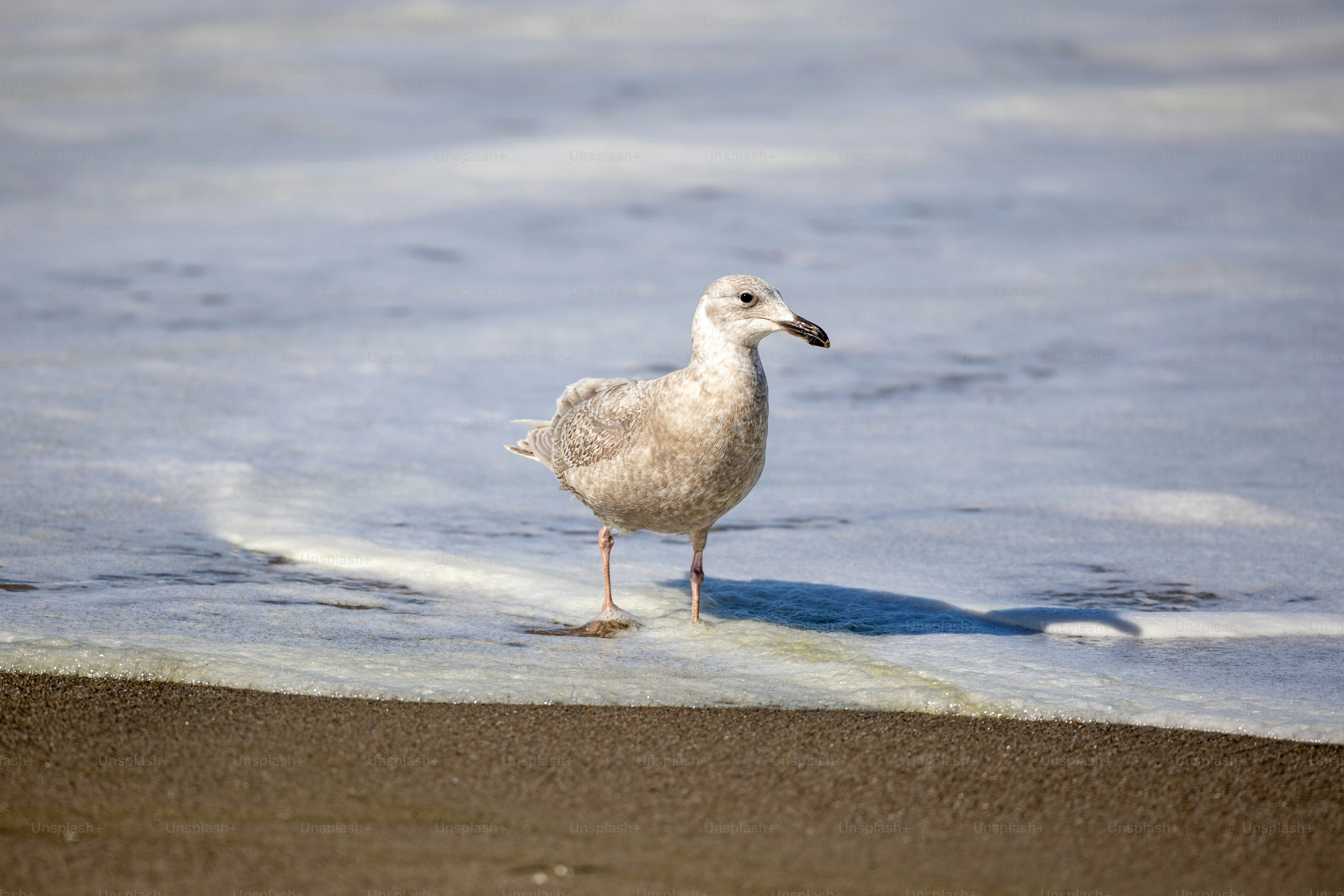 A seagull standing in the surf at the beach photo – Bird Image on Unsplash